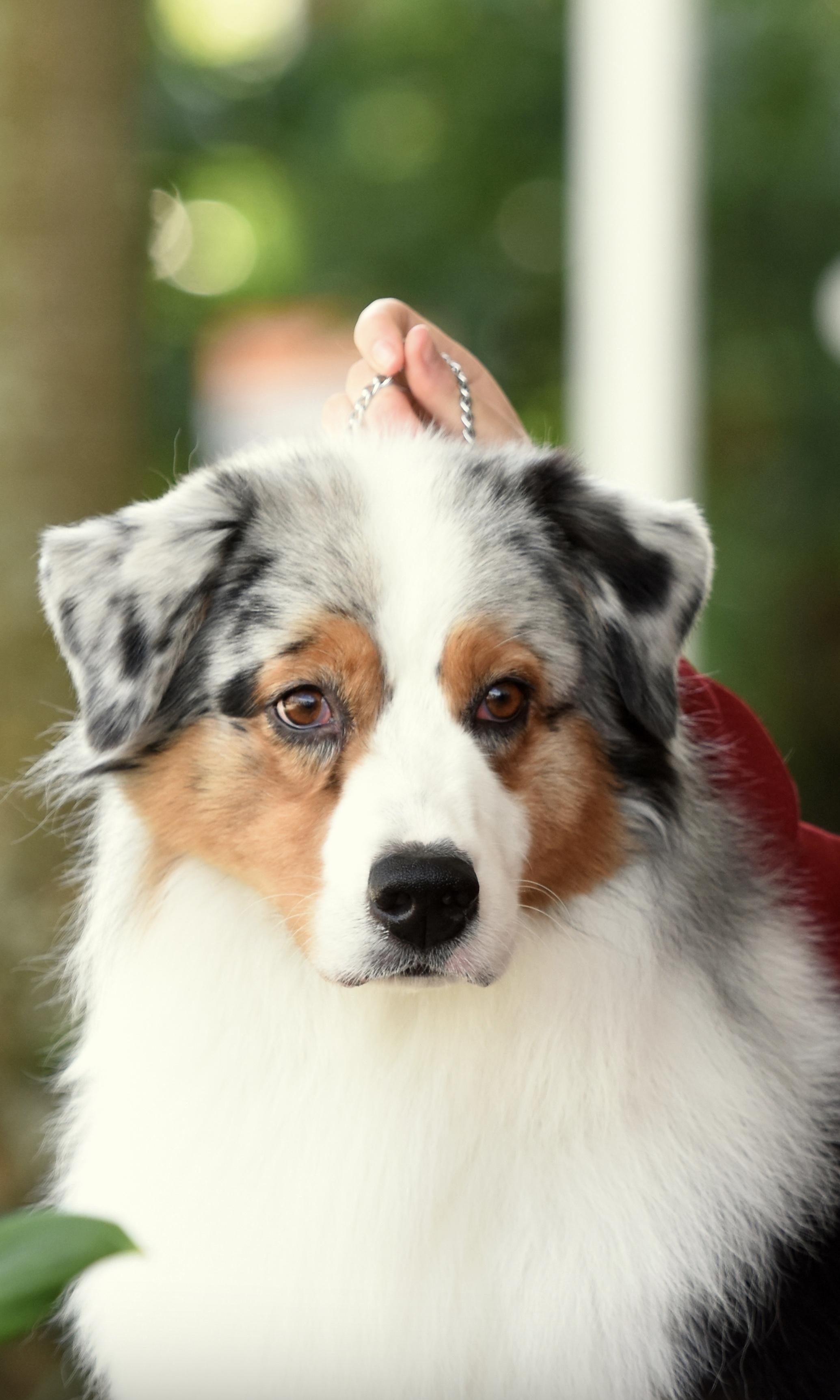 Pine Spring Australian Shepherds in Virginia | Australian Shepherd ...