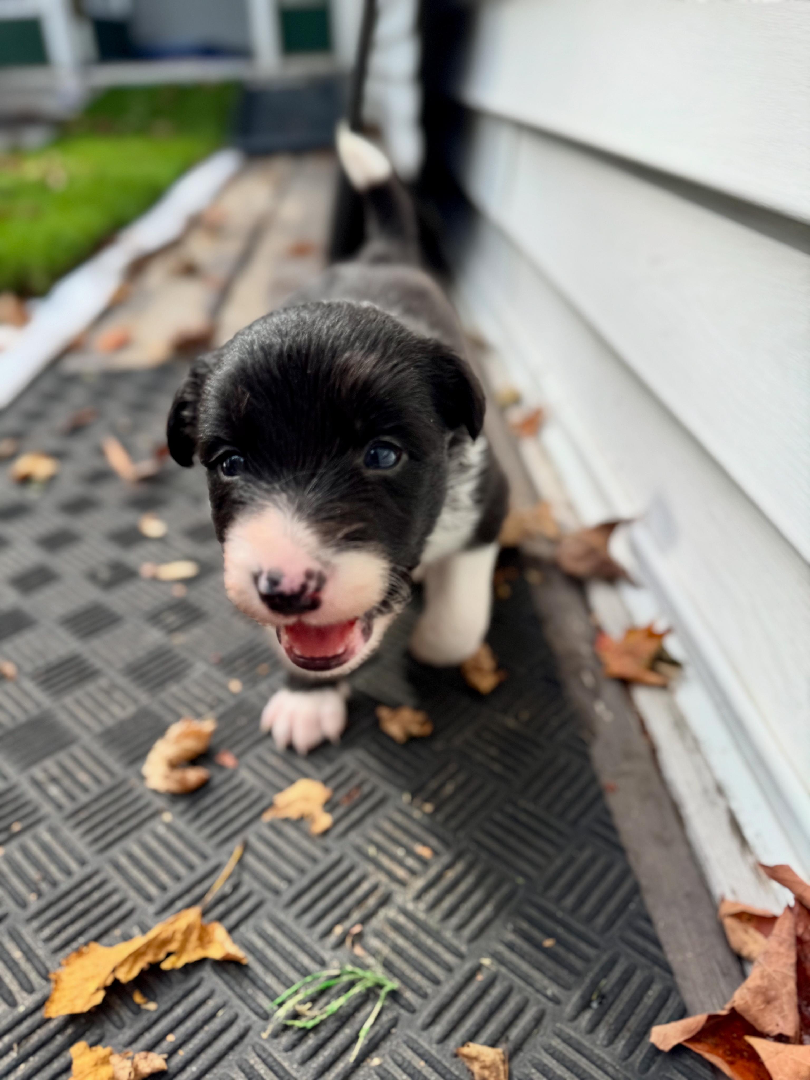 Ferry Hill Farm in Massachusetts | Border Collie puppies | Good Dog