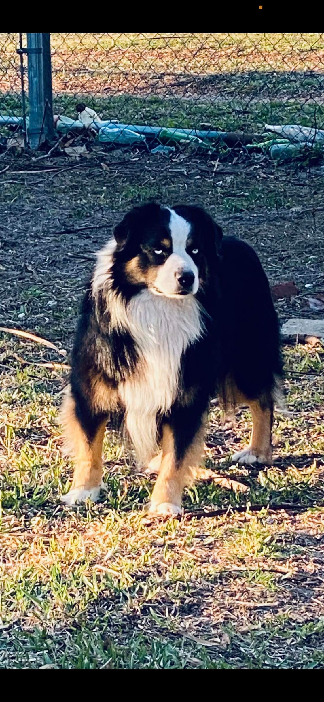 Southern with Grace Mini Aussies in Florida | Miniature Australian ...
