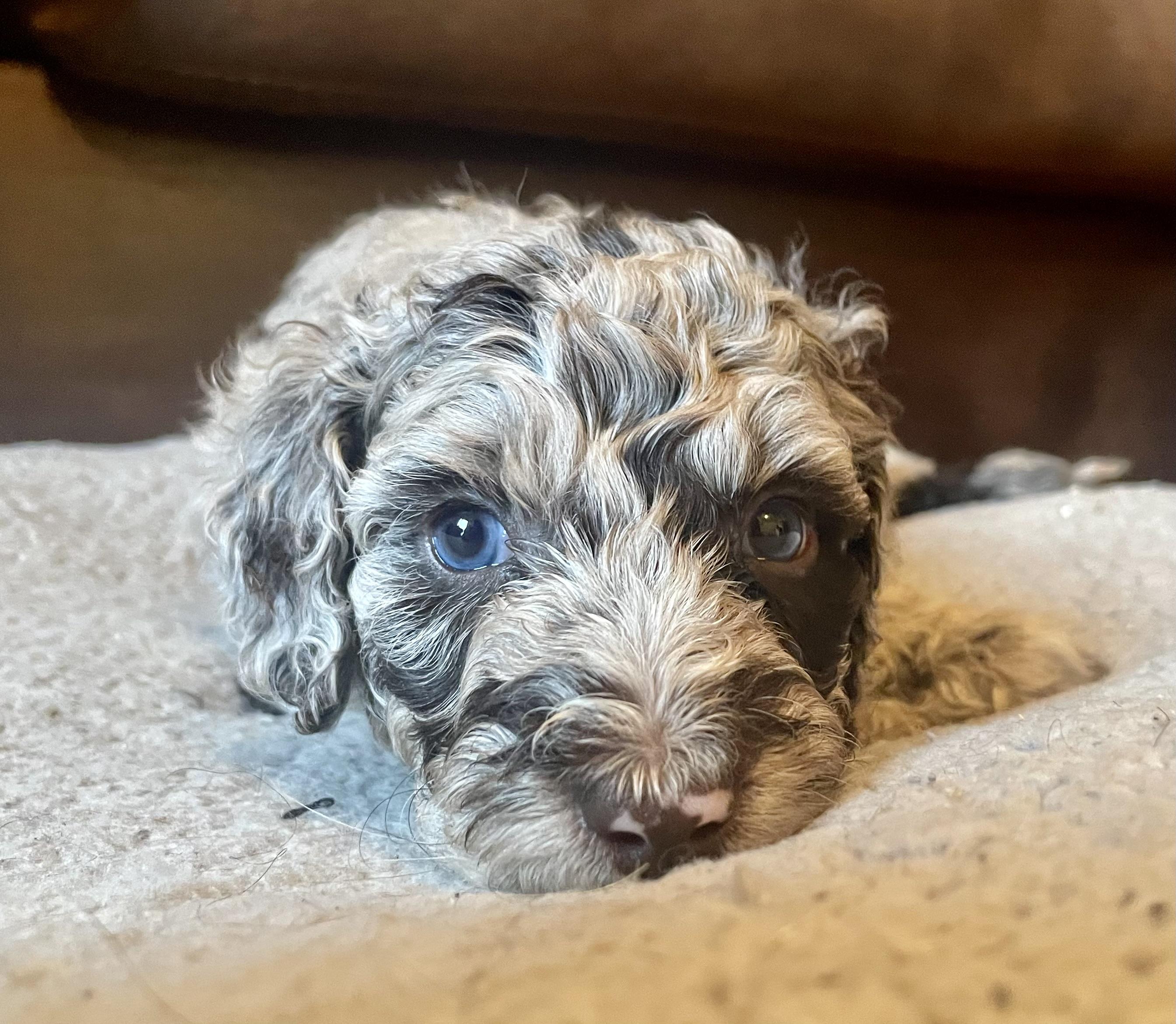 Spot On Doodles and Poodles in Minnesota | Poodle and Sheepadoodle ...