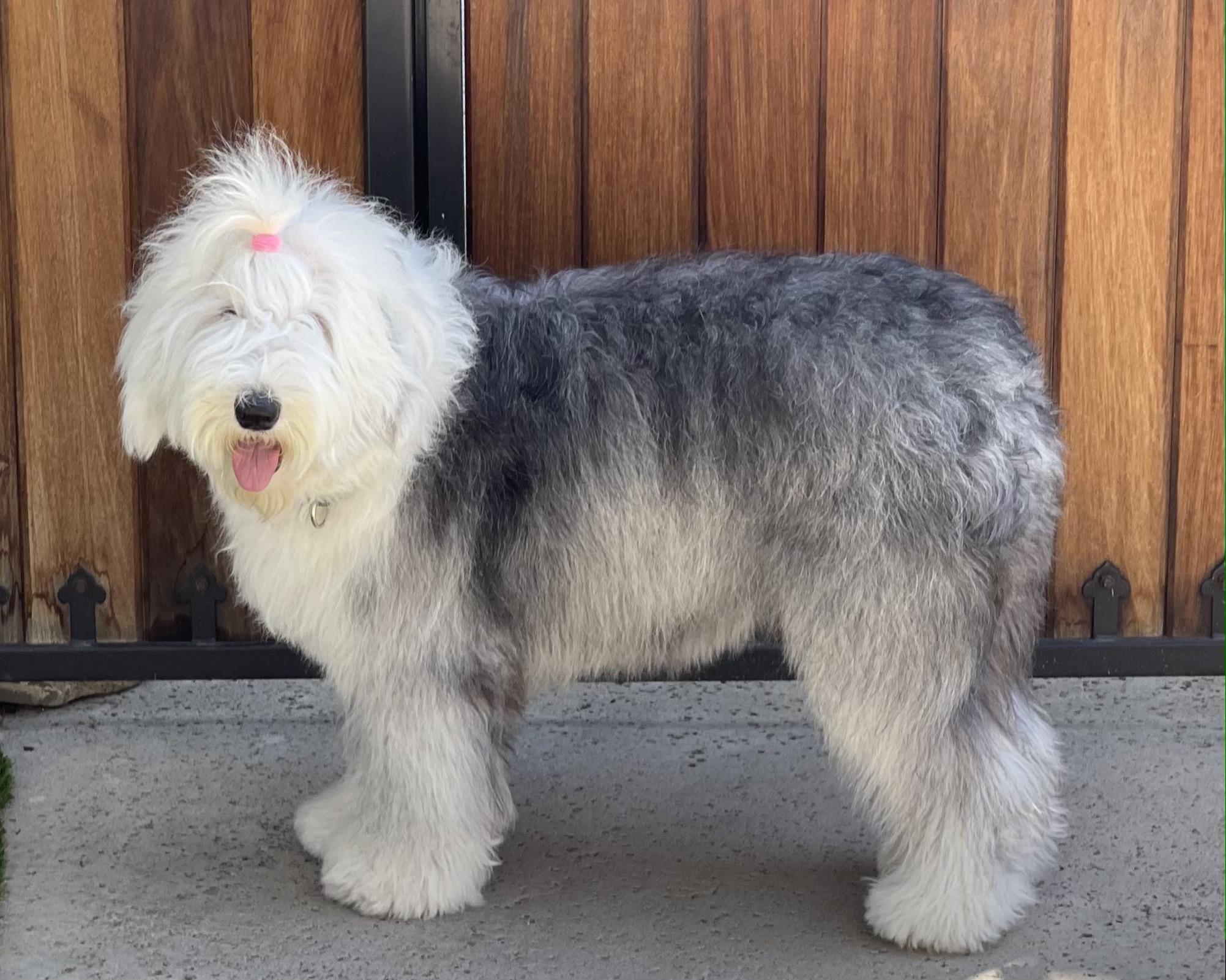 Pacific Blue Sheepdogs in California | Old English Sheepdog puppies ...
