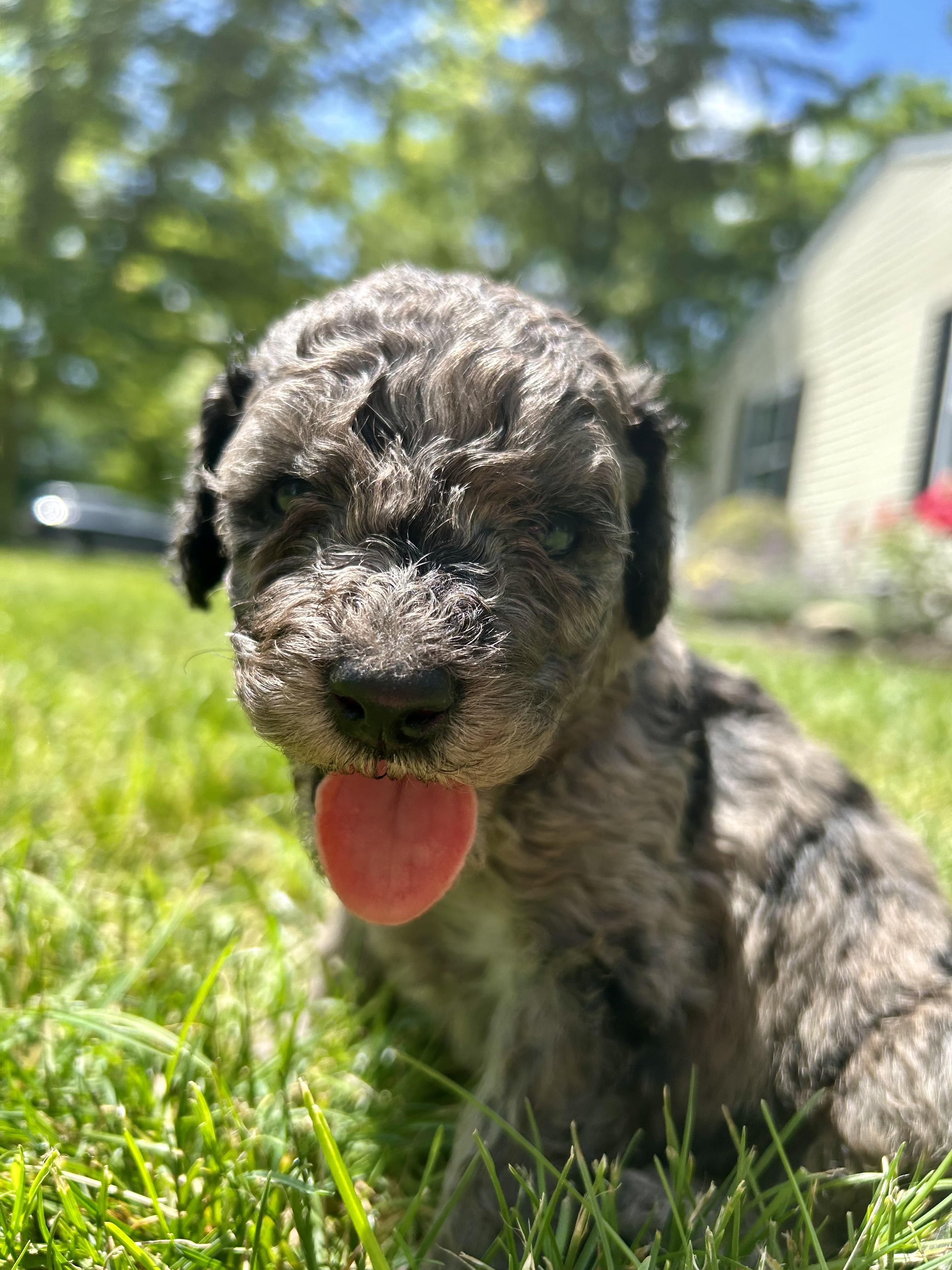 Surrey Lane Doodles in Michigan | Goldendoodle puppies | Good Dog