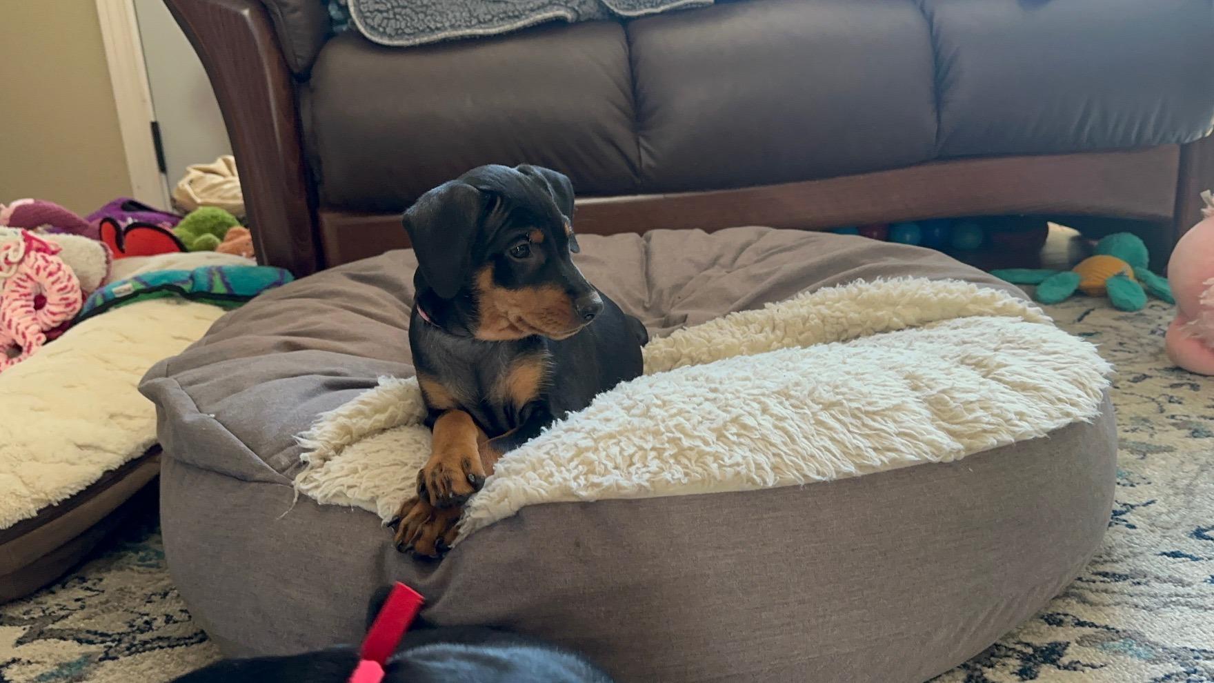 Immer Treu German Pinschers in Washington | German Pinscher puppies ...