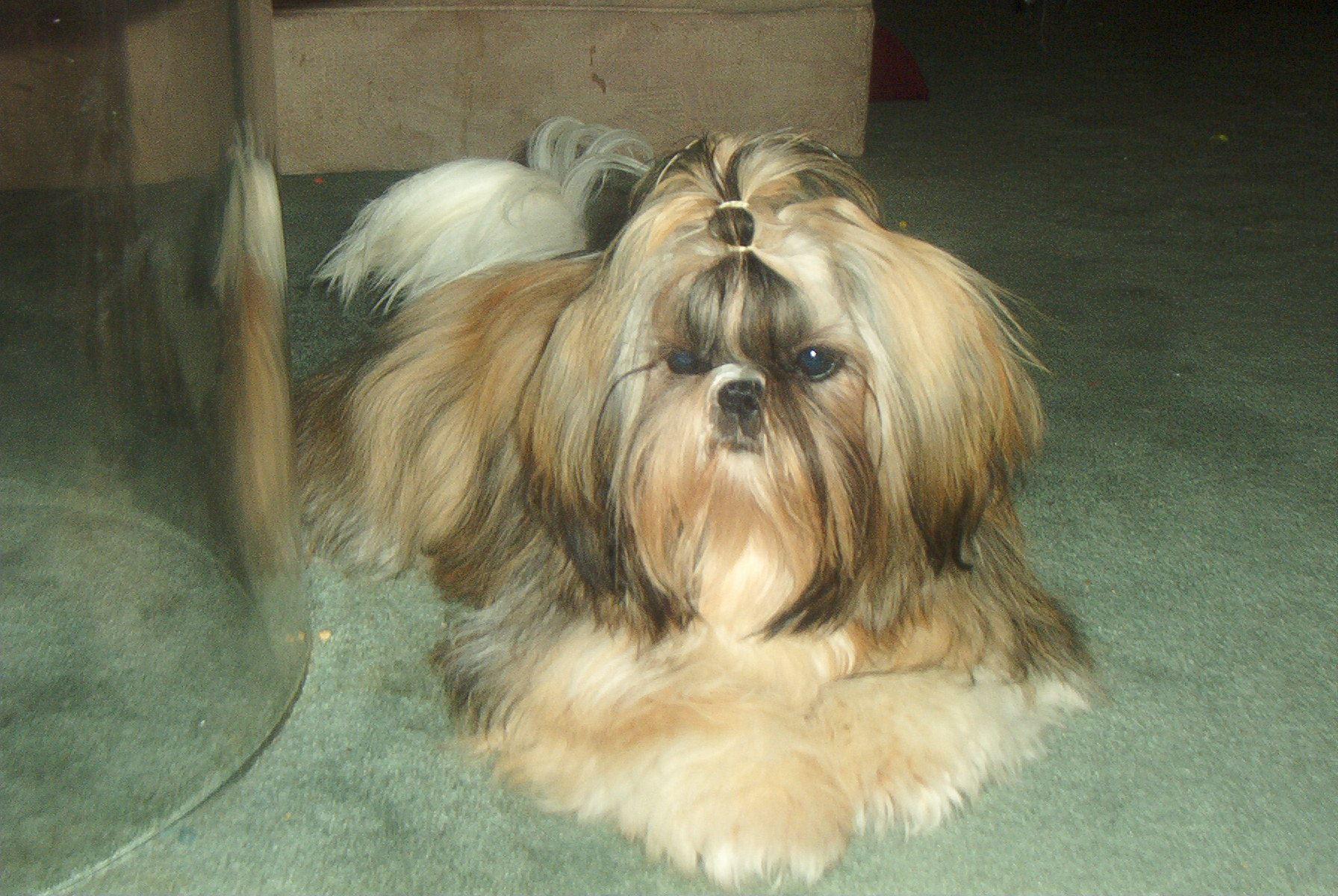 Ju Ju Bee Shih Tzus in New Jersey | Shih Tzu puppies | Good Dog