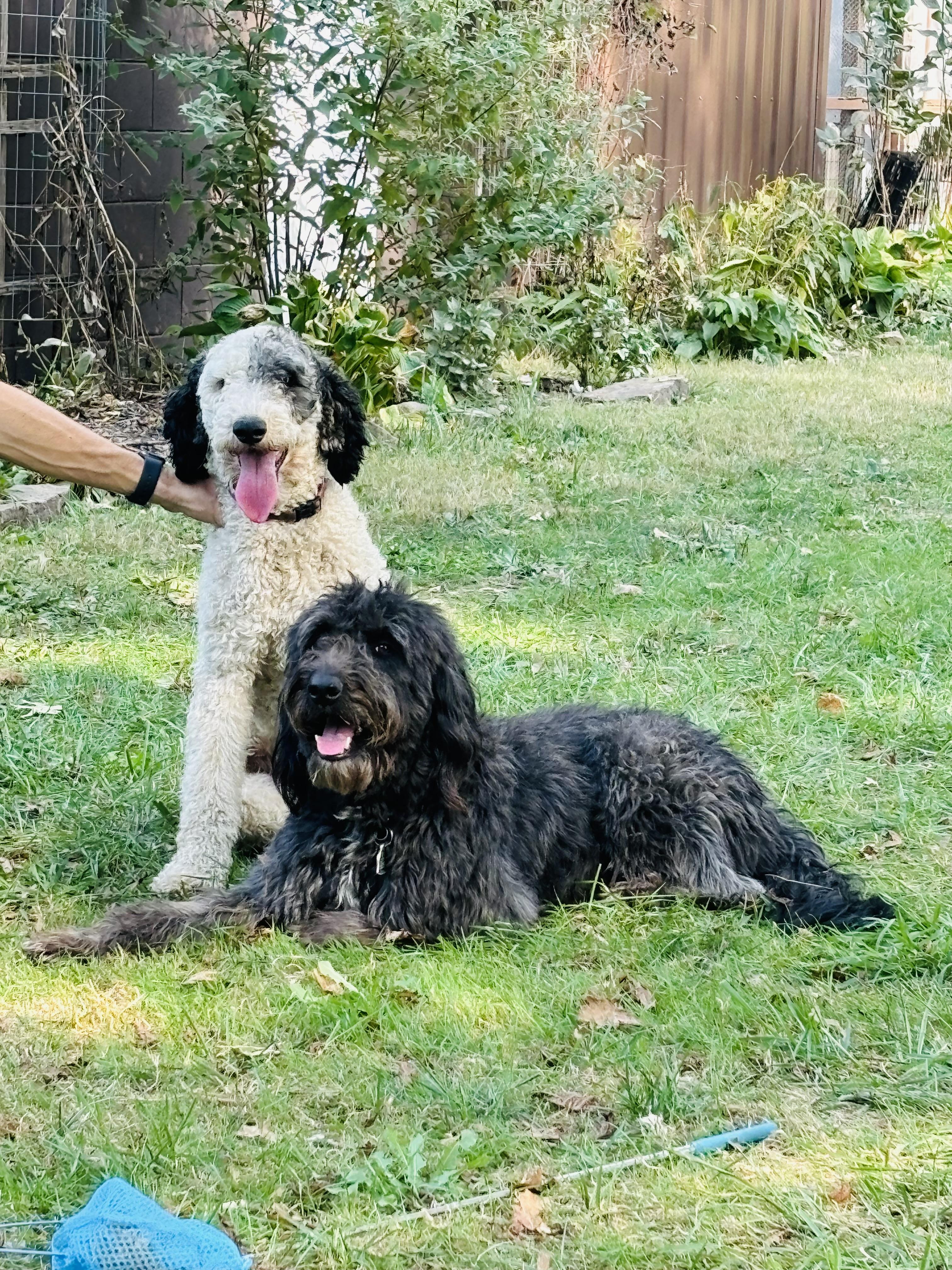 Indiana Bordoodles in Indiana | Bordoodle puppies | Good Dog