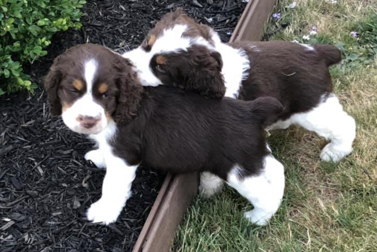Kamm Creek Springers in Washington | English Springer Spaniel puppies ...