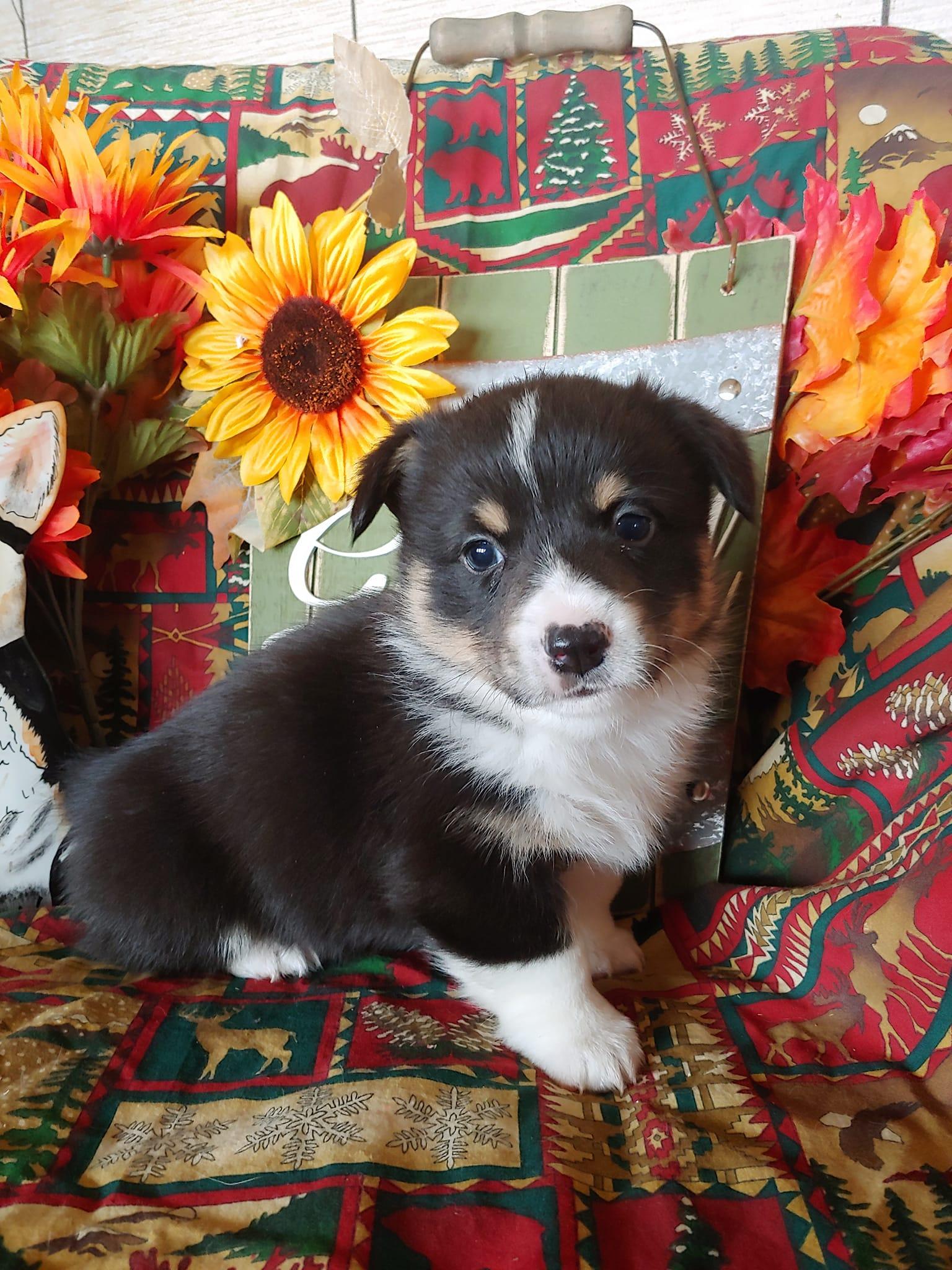 Cindy's Corgis in Oregon | American Corgi puppies | Good Dog