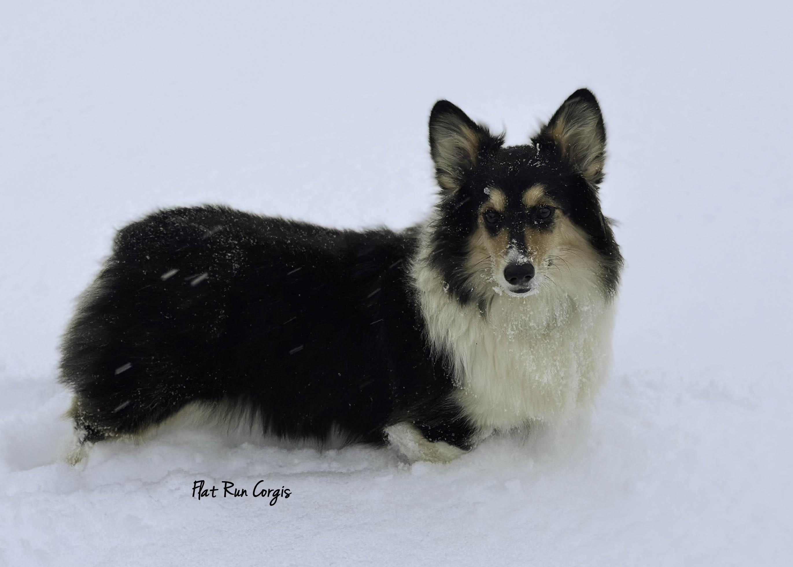 Flat Run Corgis in Kentucky | Pembroke Welsh Corgi puppies | Good Dog