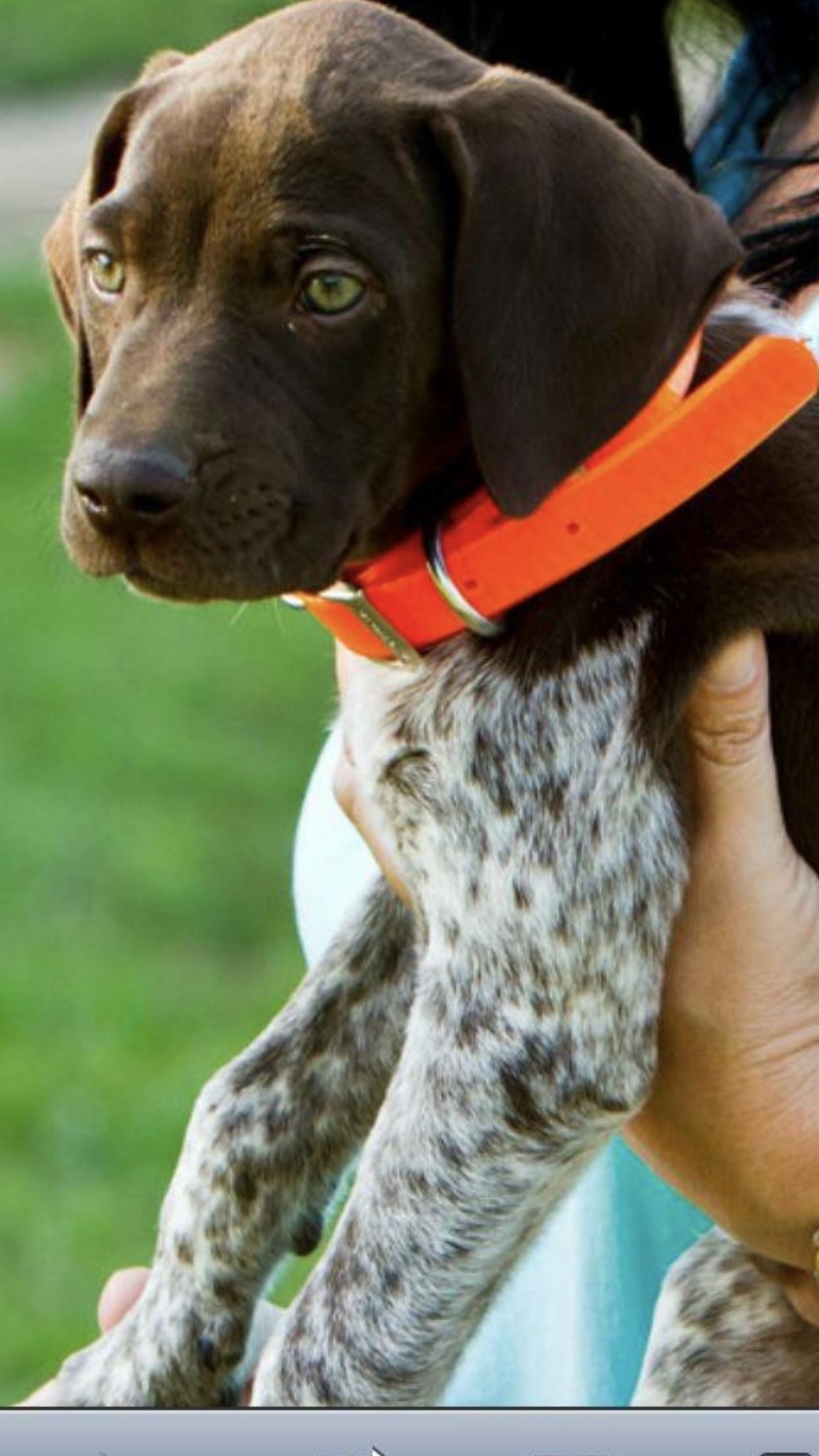 Six Hitch Farm in Louisiana | German Shorthaired Pointer and Vizsla ...