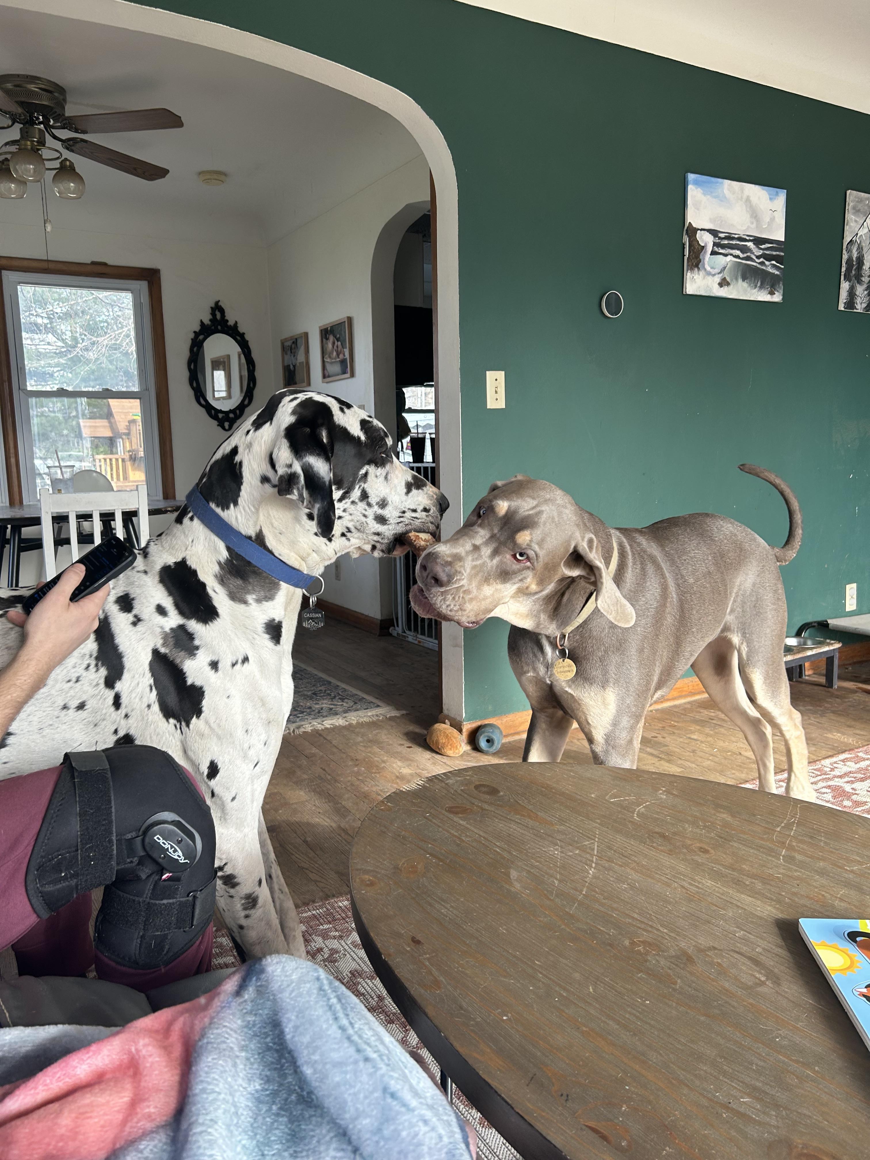 Green’s Great Danes in Michigan | Great Dane puppies | Good Dog