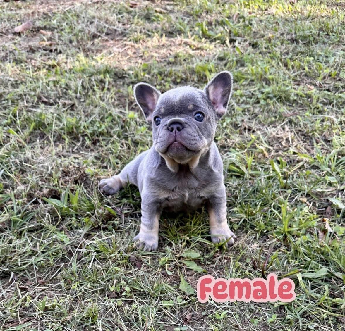 Watkins French Bulldogs in Oklahoma | French Bulldog puppies | Good Dog