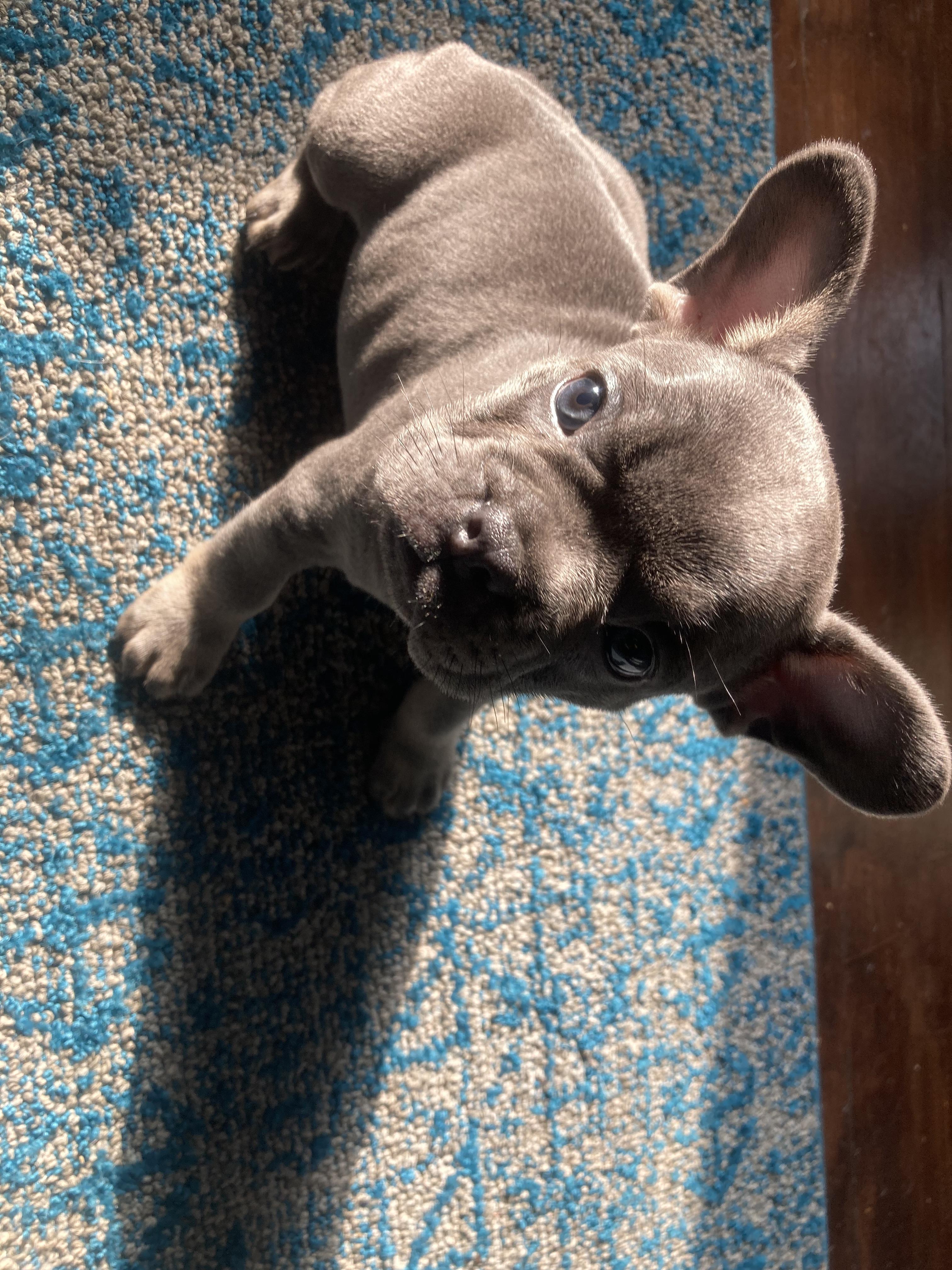 Close2perfect in Massachusetts | French Bulldog puppies | Good Dog