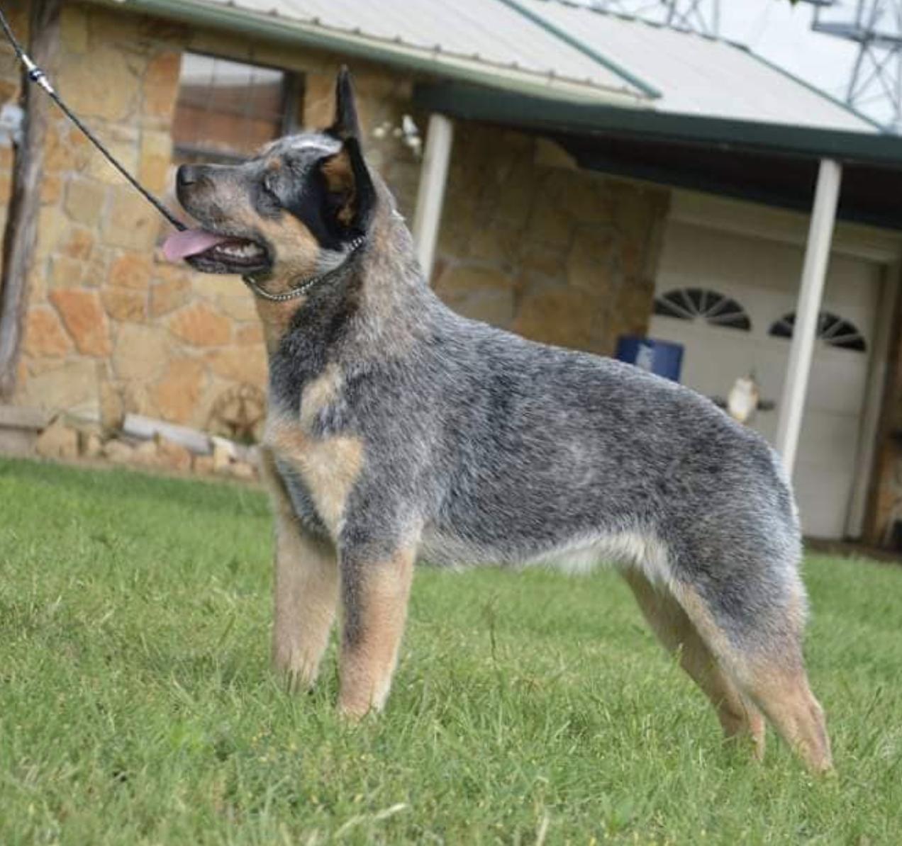 Carben Copy in Texas | Australian Cattle Dog and Australian Kelpie ...