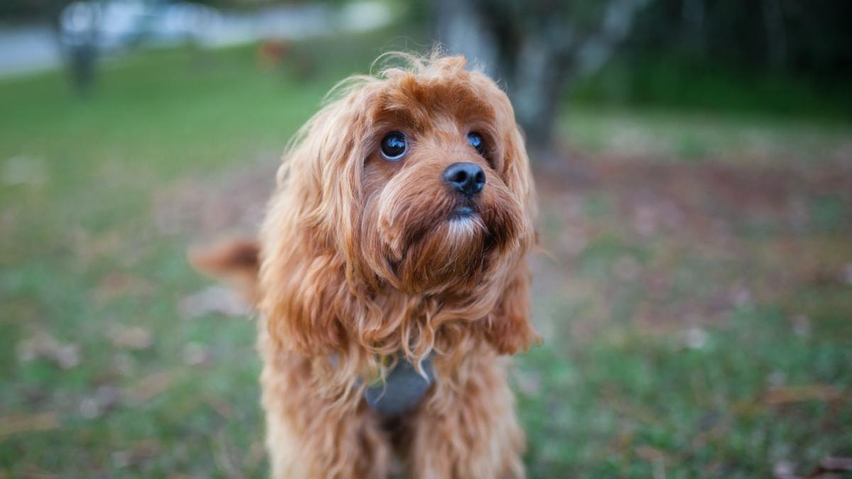 25 cute Cavaton puppies for sale in Florida | Good Dog