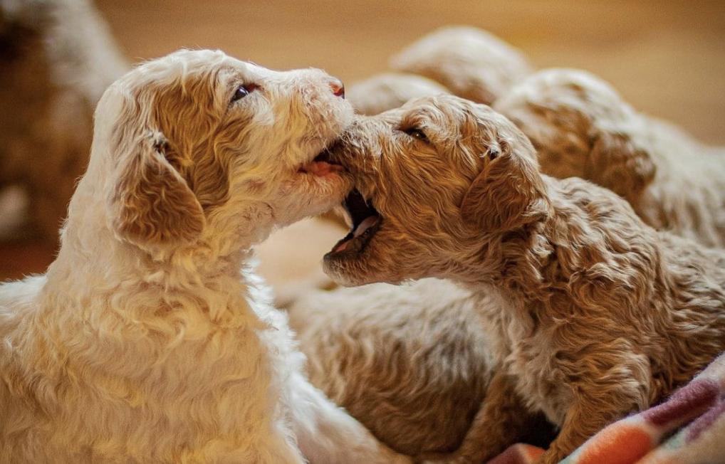 Wild Orchid Poodles in Oregon | Poodle puppies | Good Dog