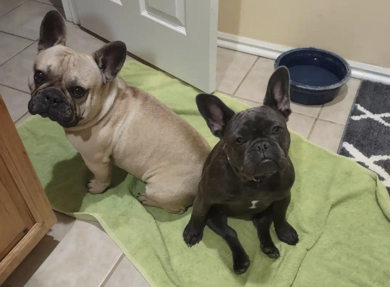 Perfect Fit Frenchies in Utah | French Bulldog puppies | Good Dog