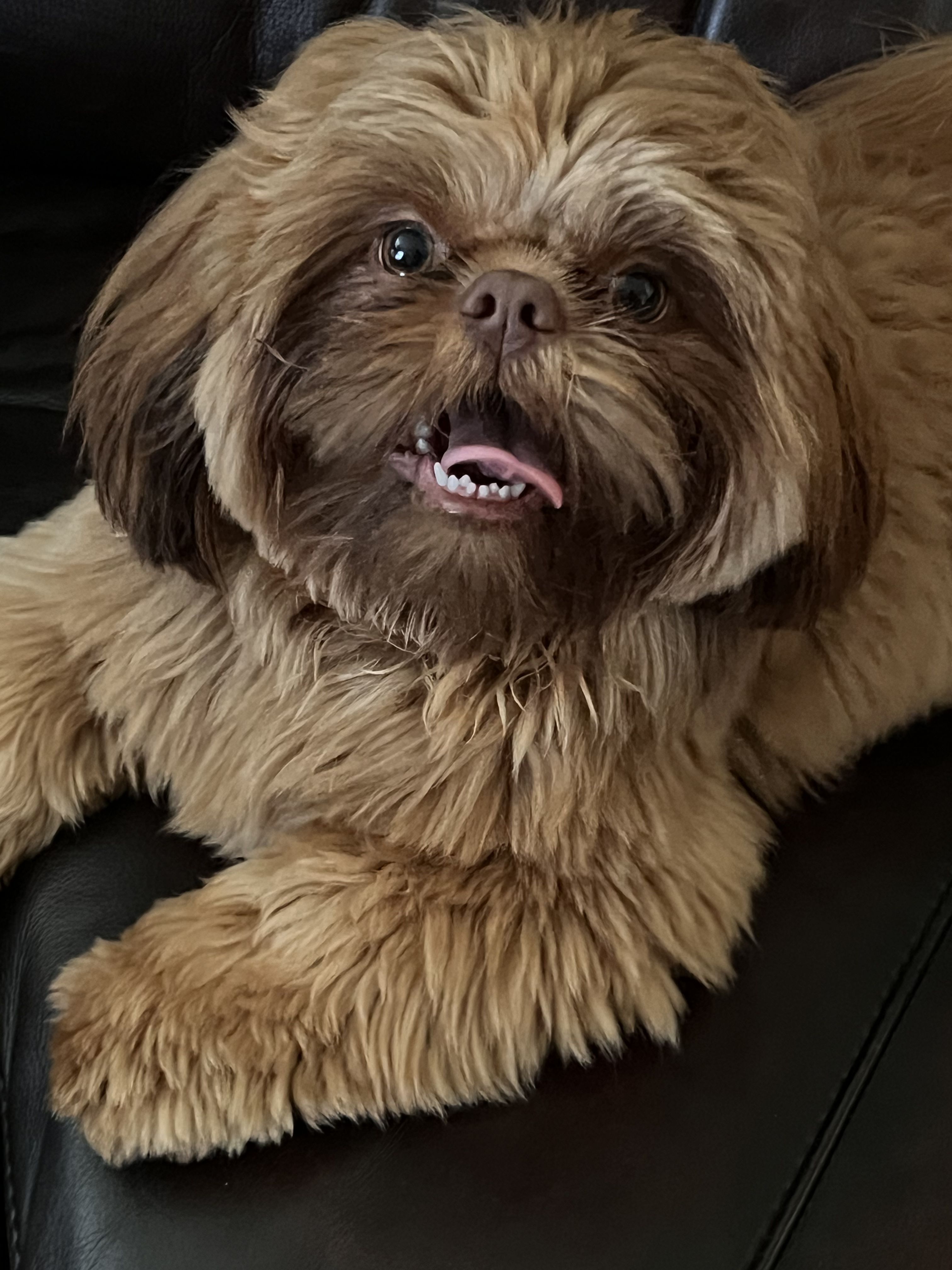 Shannon’s Sweet and Sassy Shih Tzu’s in Texas | Shih Tzu puppies | Good Dog