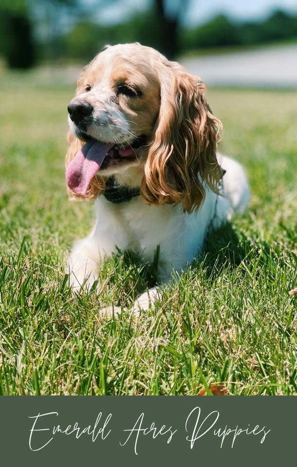 Emerald Acres Pups in Kentucky | Cockapoo puppies | Good Dog