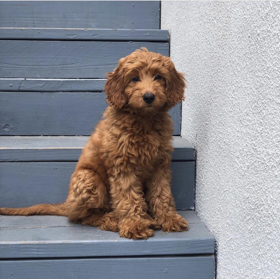 Riley's Red Doodles in Utah | Goldendoodle puppies | Good Dog