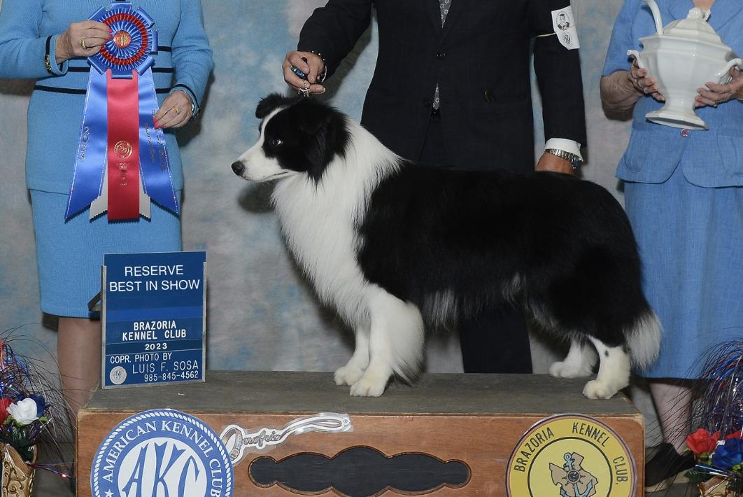 Milagros Kennels in Texas | Border Collie puppies | Good Dog