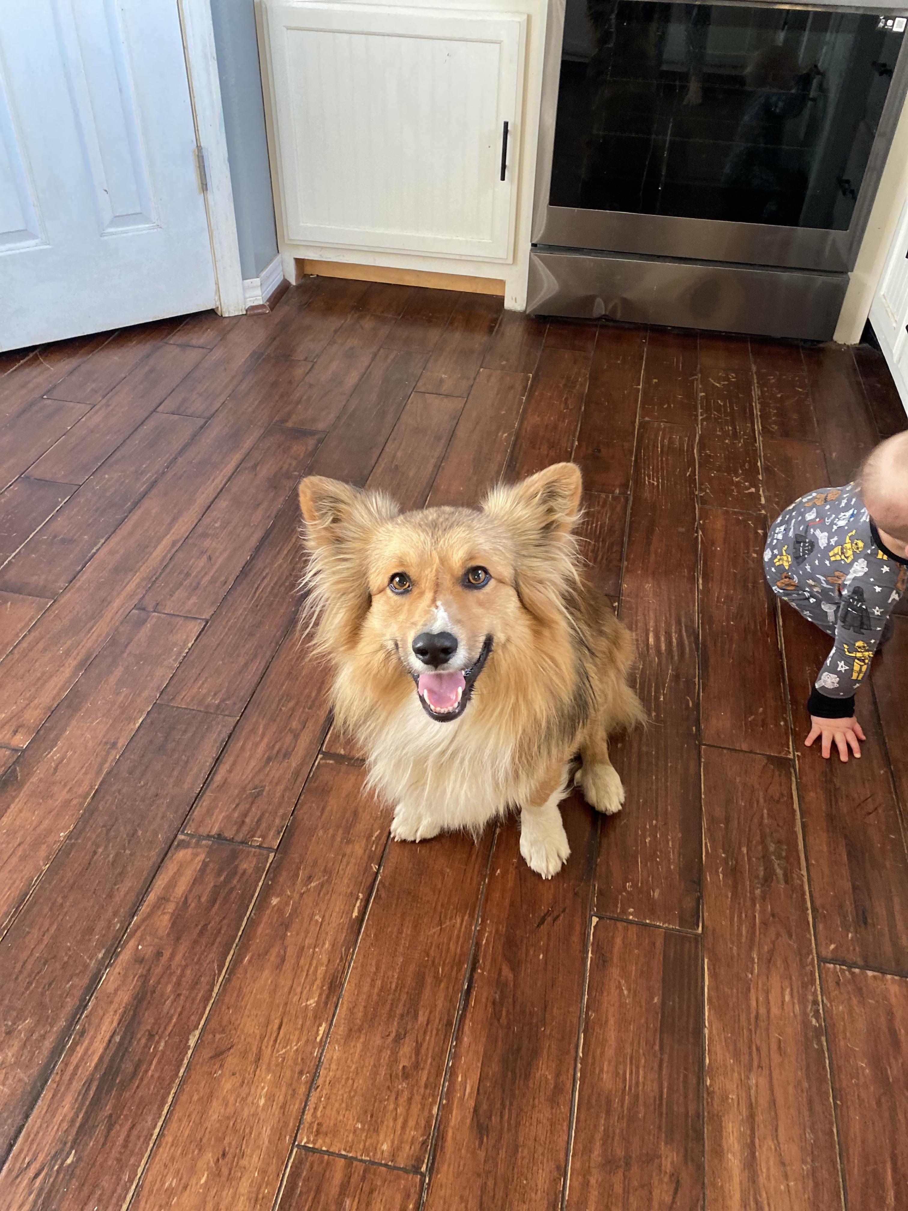 Eden Farms Corgis in Oklahoma | Pembroke Welsh Corgi puppies | Good Dog