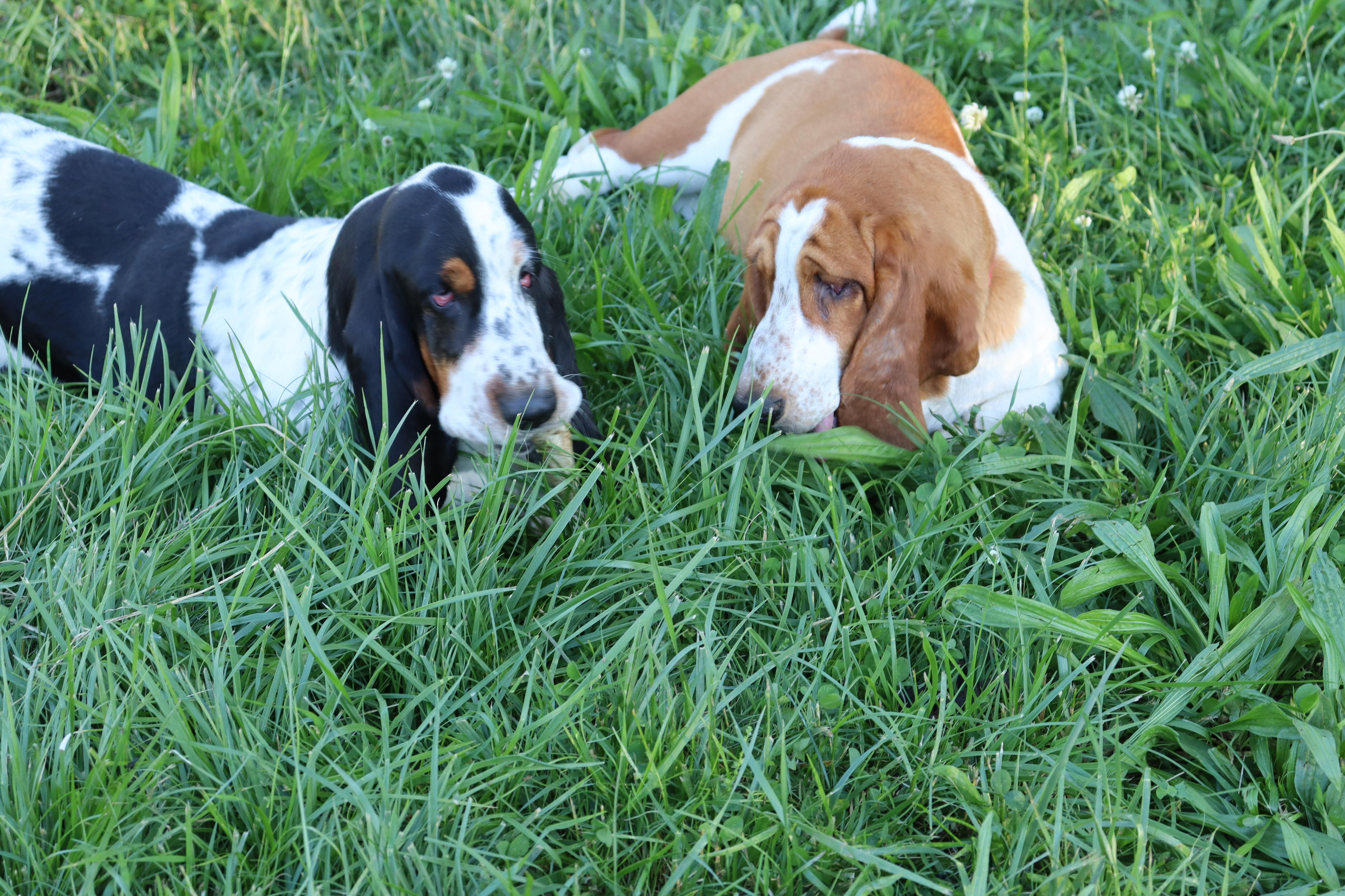 Southern Belles Bassets in Tennessee | Basset Hound puppies | Good Dog