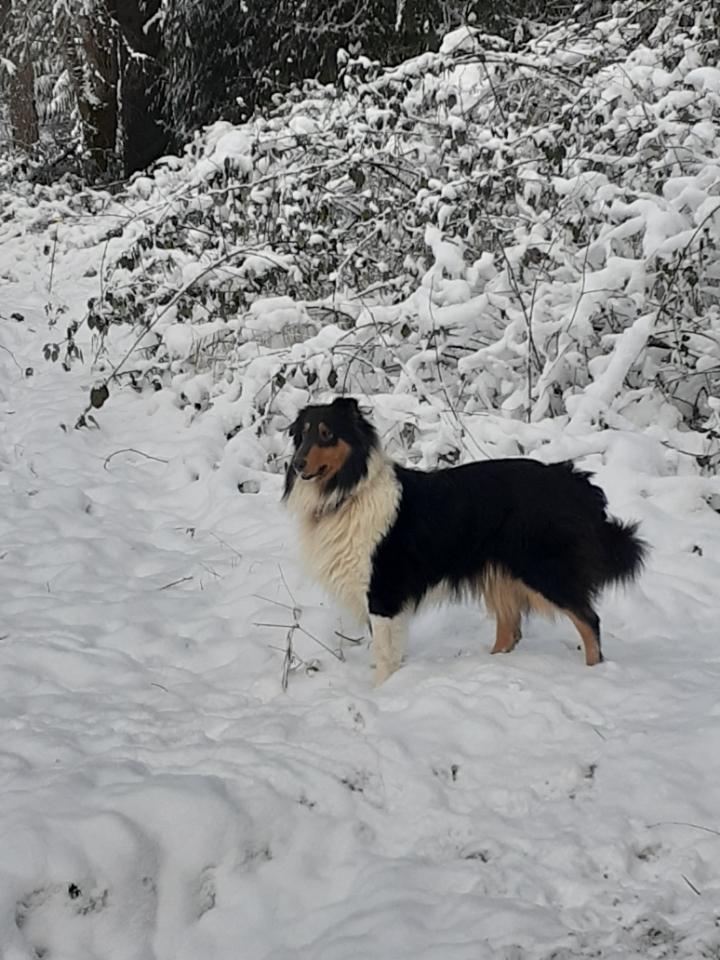 Dragonfen Collies in Washington | Collie puppies | Good Dog