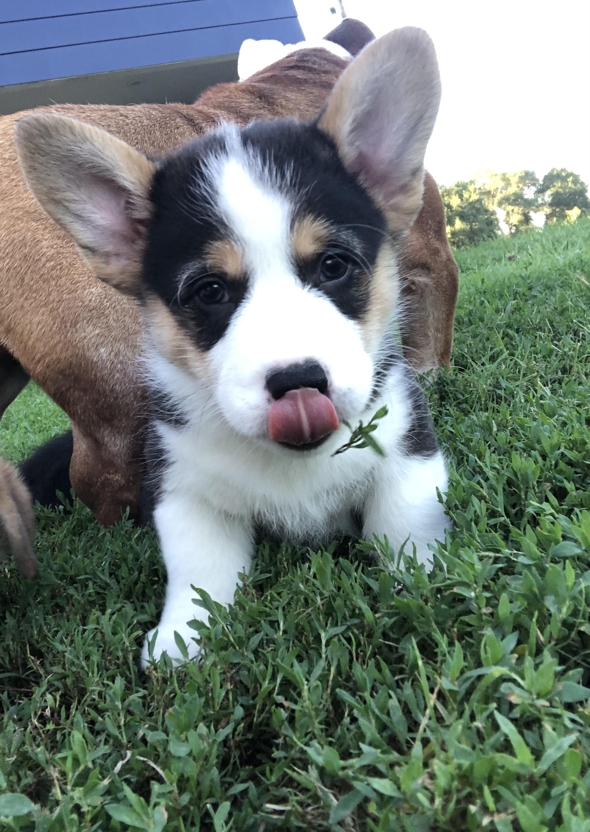 AK Acres in Kansas | Pembroke Welsh Corgi puppies | Good Dog