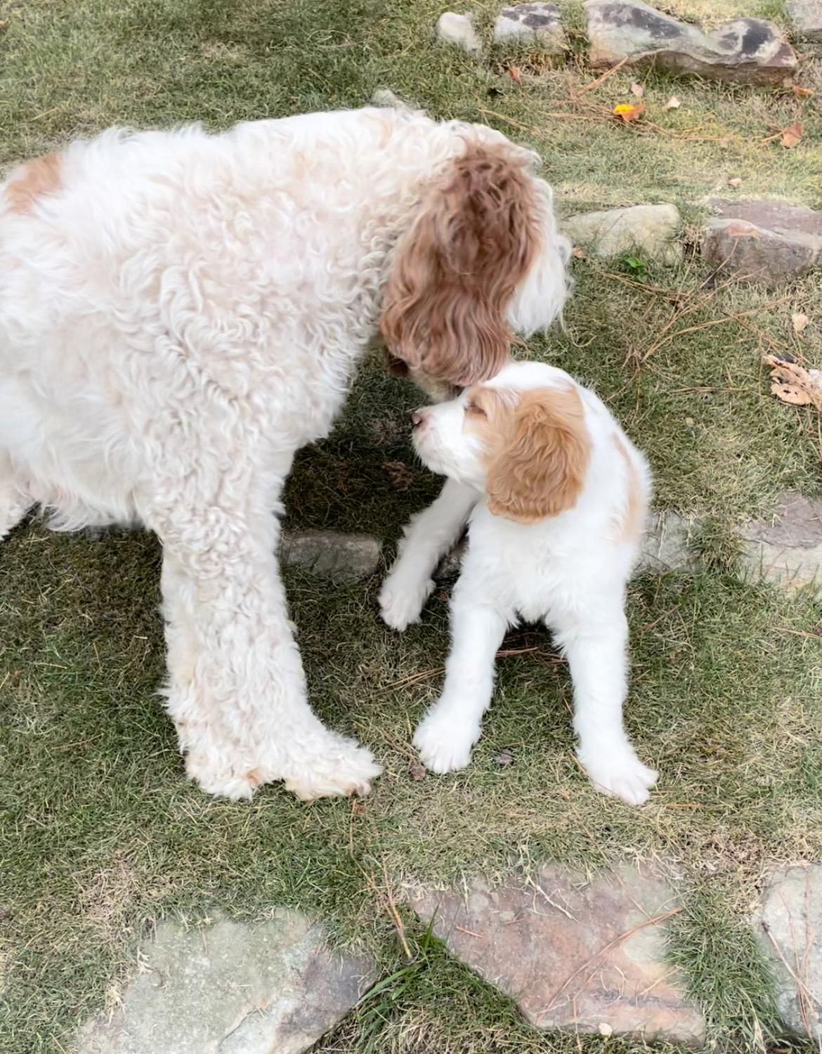 Whoopsie Doodles in Alabama | Bernedoodle and Companion Cross puppies ...