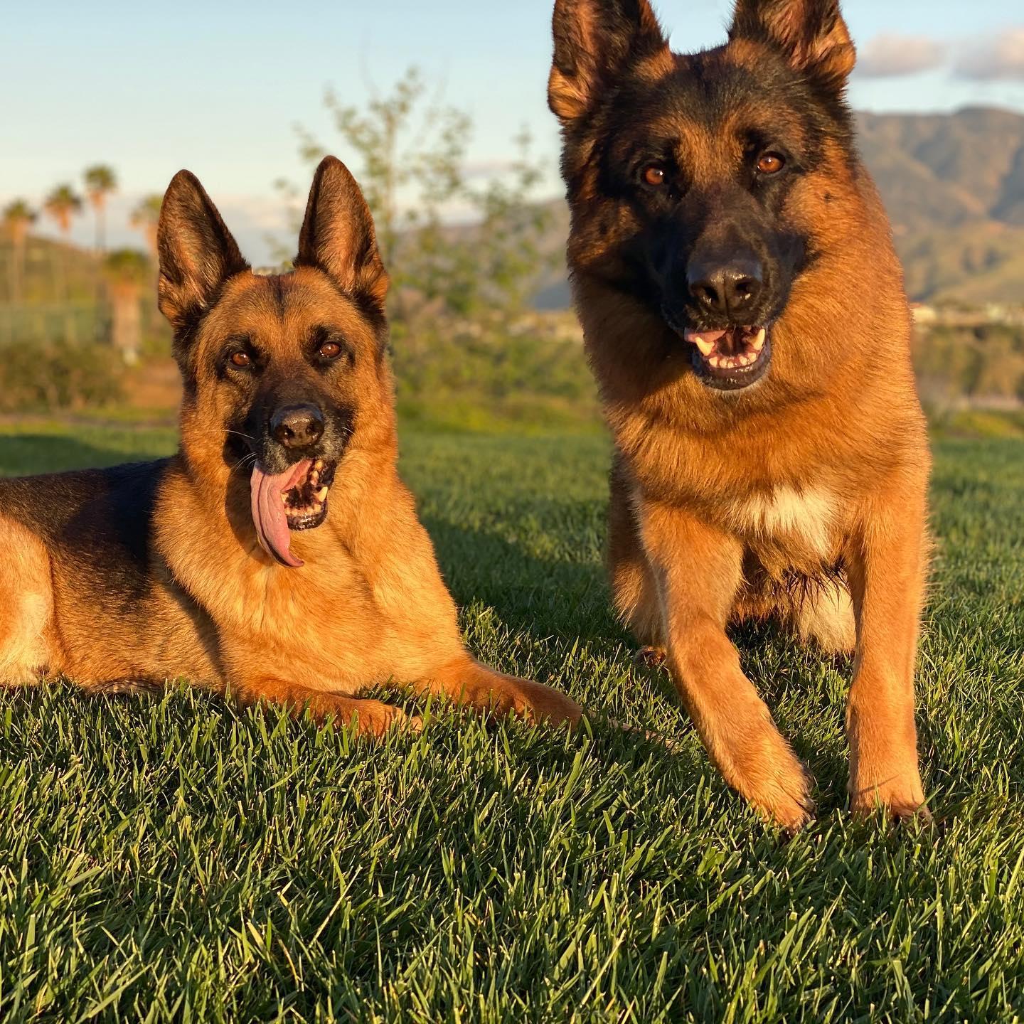 Wa-Bo German Shepherd in California | German Shepherd puppies | Good Dog