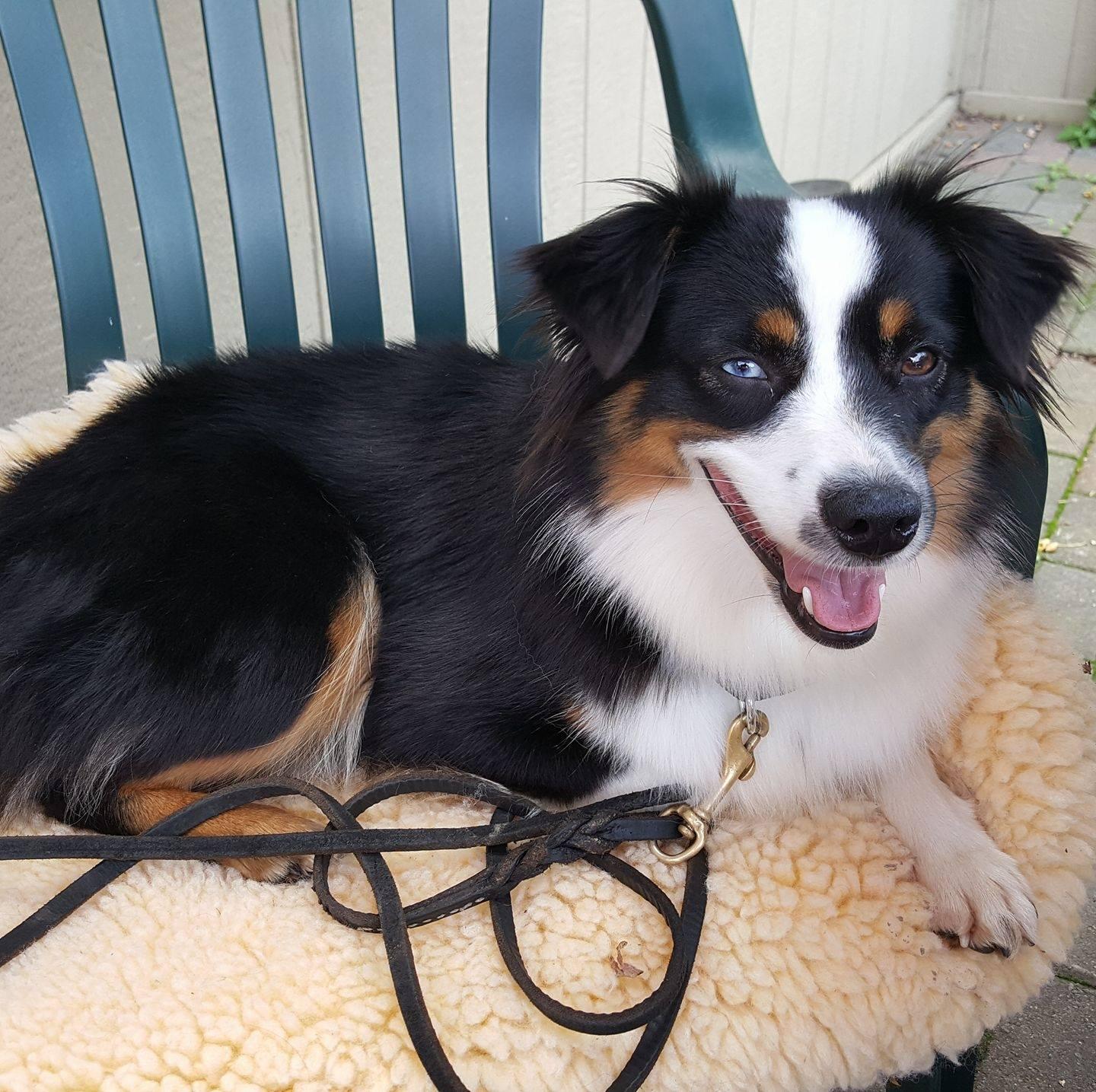 Susan Callen's Miniature American Shepherds in New York | Miniature ...