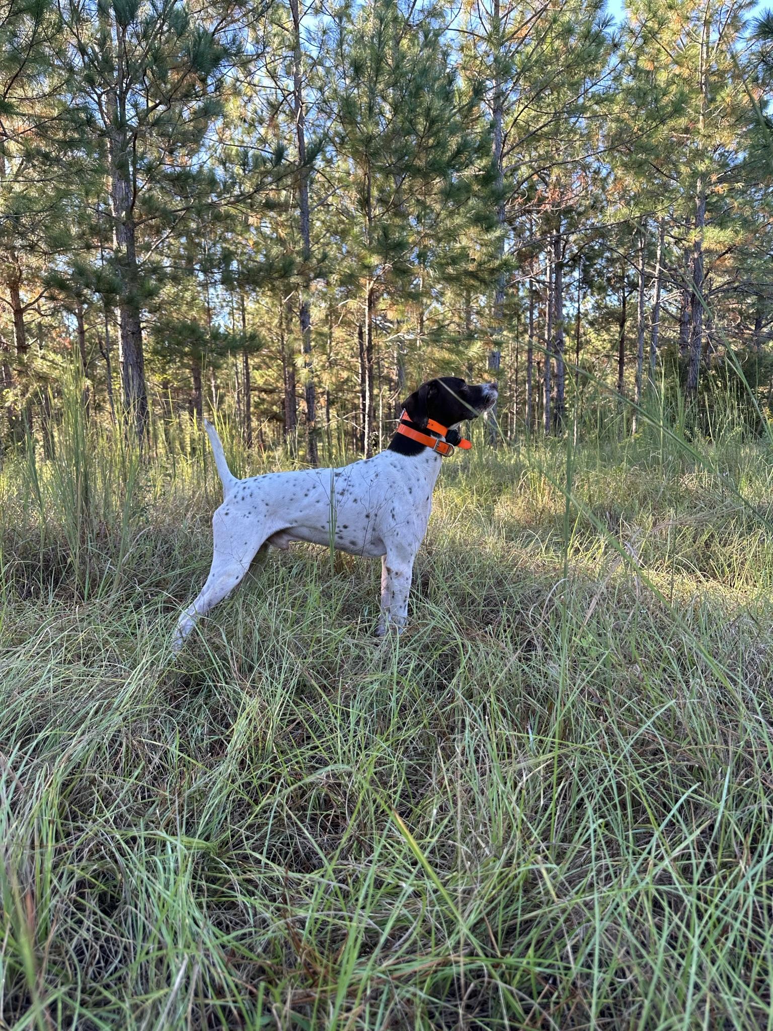 Oak Run Kennels in Georgia | German Shorthaired Pointer puppies | Good Dog