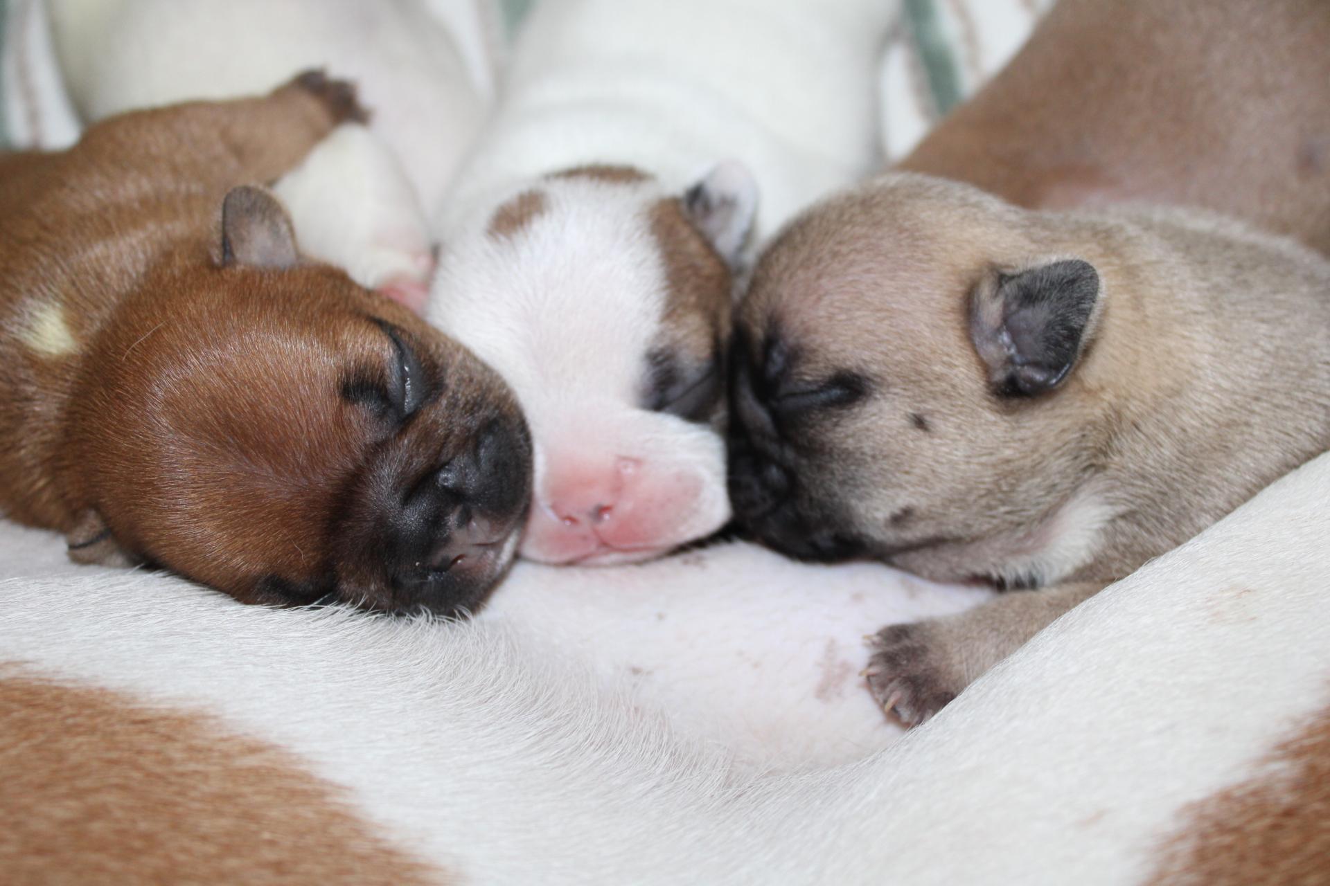 The three little frenchies in California | French Bulldog puppies ...