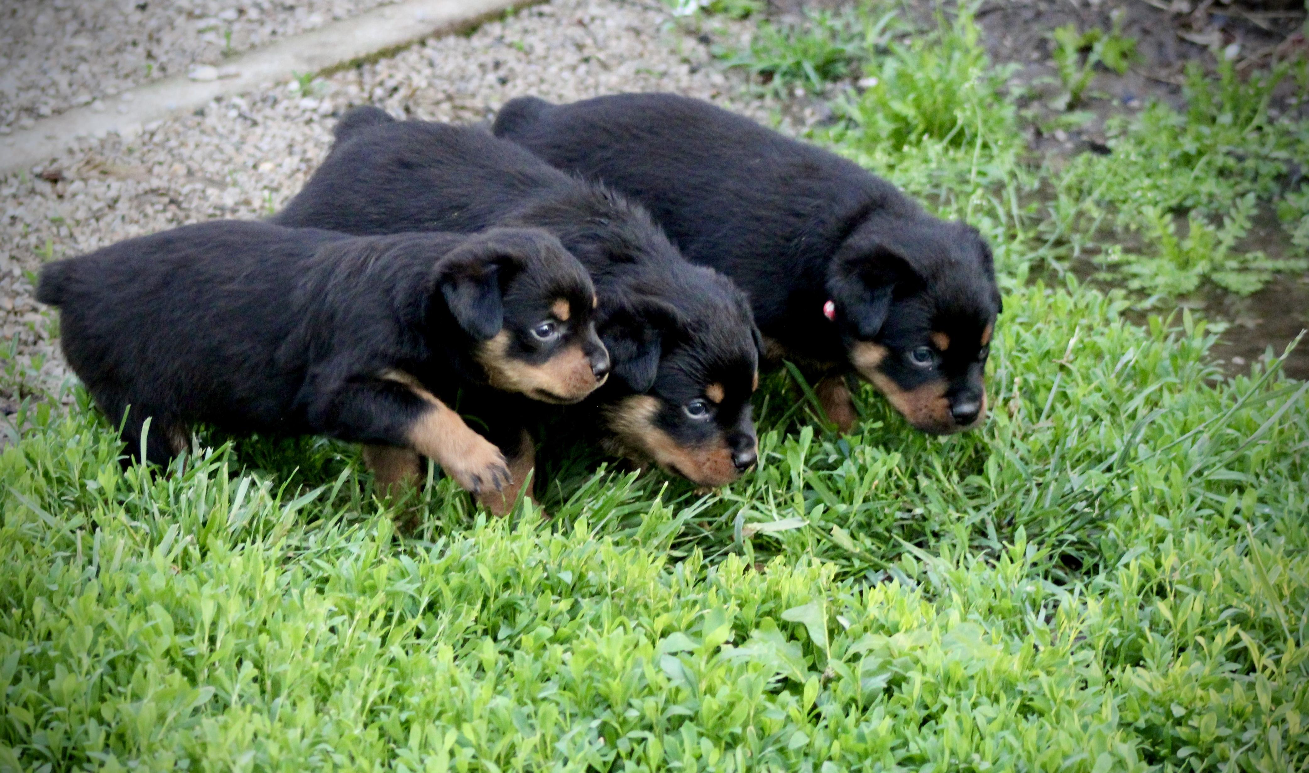 Cross Creek Rottweilers in Kansas | Rottweiler puppies | Good Dog