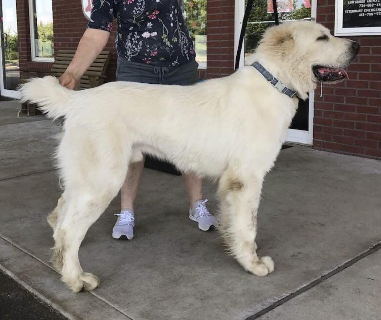 Homant's Dogs in Michigan | Central Asian Shepherd Dog and French ...