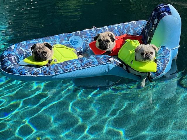 Pug Happy in Arizona | Pug puppies | Good Dog
