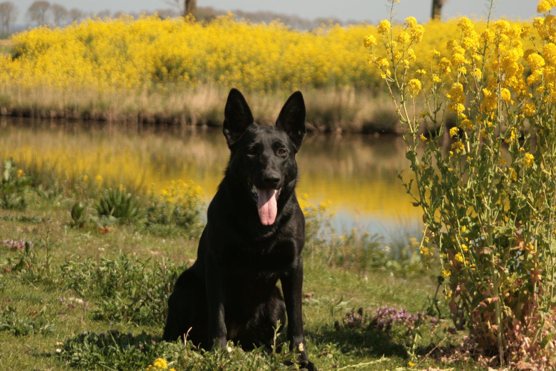Jagermeister German Shepherds / Carlos Rojas K9 in New Jersey | German ...