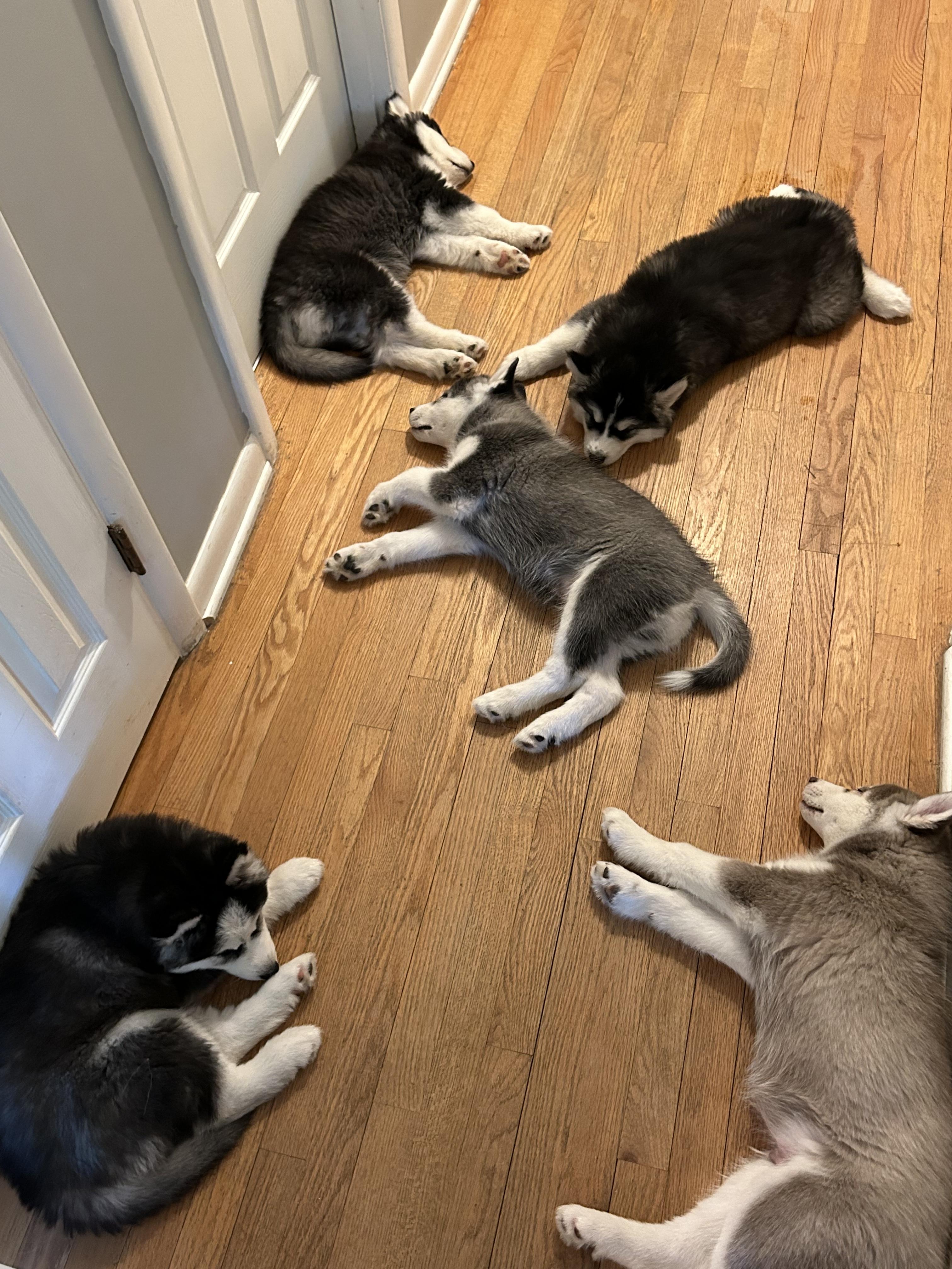 Fluffy Tail Huskies in Tennessee | Siberian Husky puppies | Good Dog