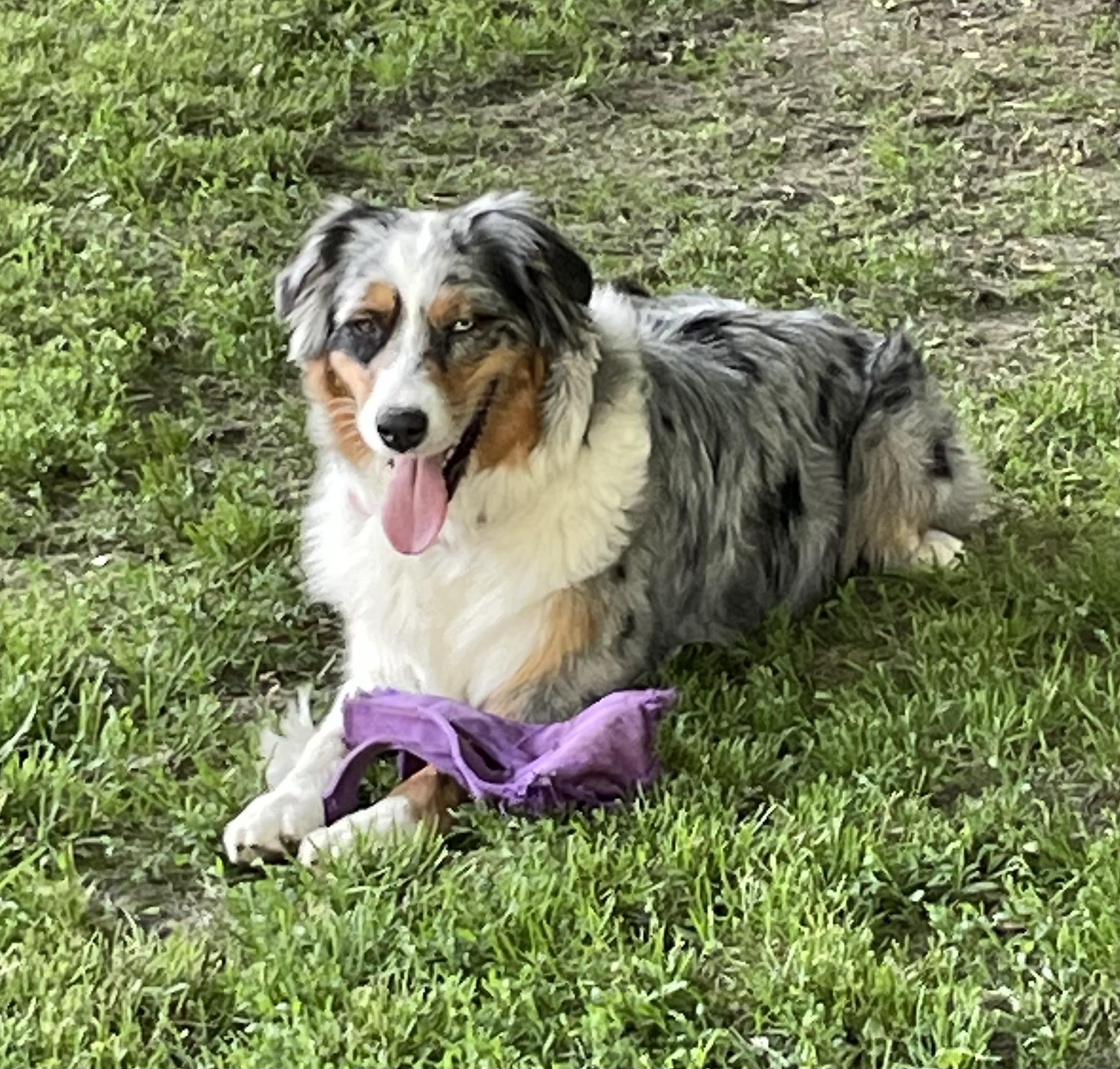 Shellyn’s Australian Shepherds in Illinois | Australian Shepherd and ...