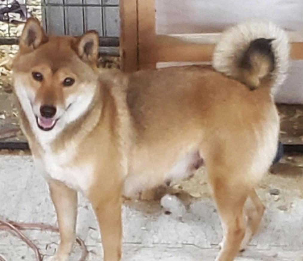 Z Ranch Canines in Texas | Shiba Inu puppies | Good Dog