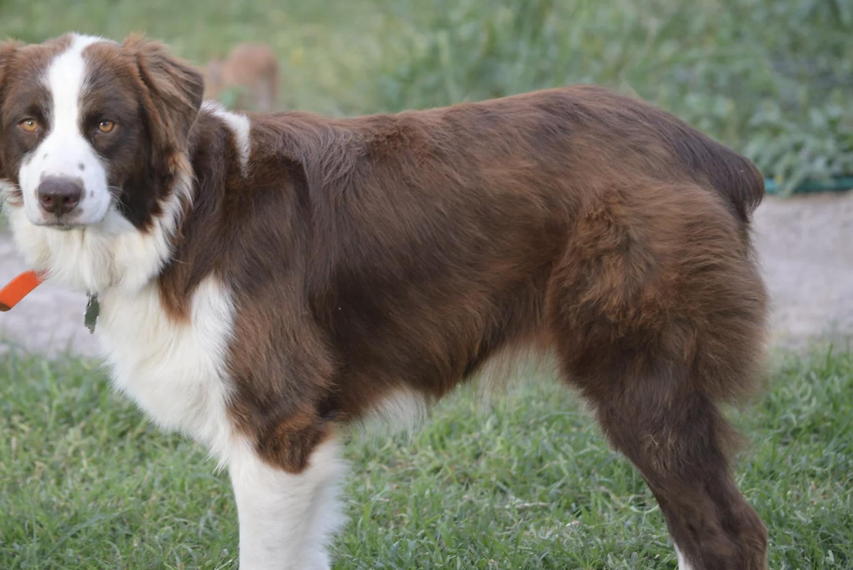 Sarco Creek Ranch in Texas | Australian Shepherd puppies | Good Dog