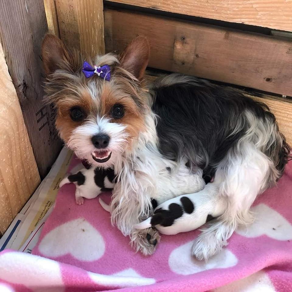 Valentine's Tiny Yorkies in Virginia | Yorkshire Terrier puppies | Good Dog