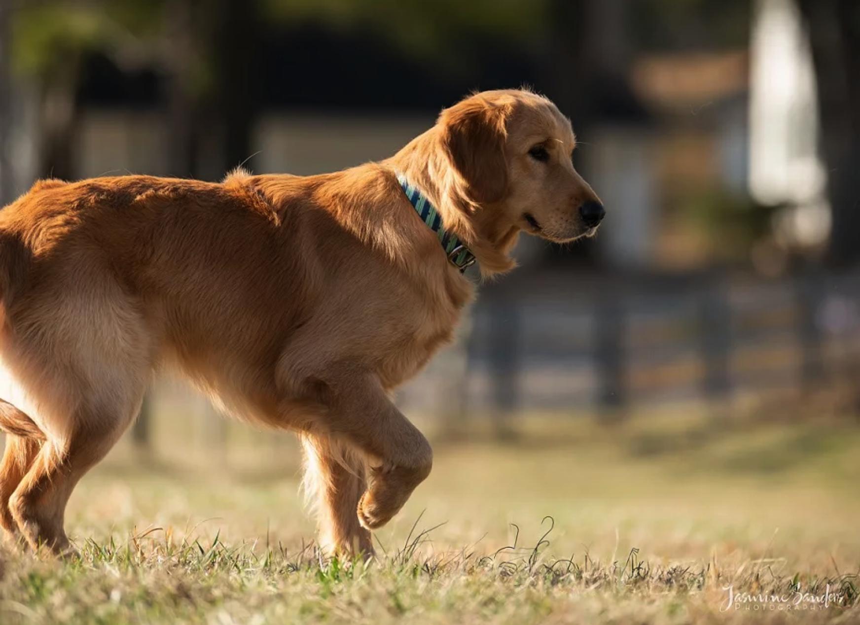 Interlock Goldens in Virginia | Golden Retriever puppies | Good Dog