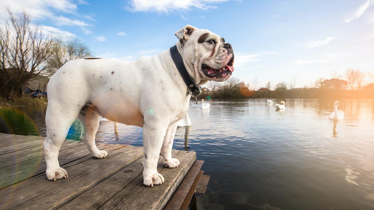25 cute AKC Registered Bulldog puppies for sale | Good Dog