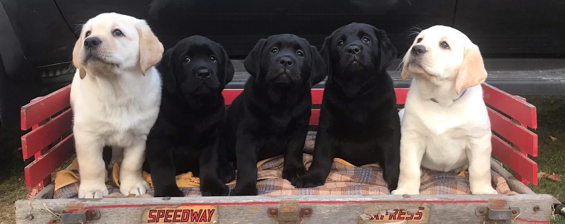 Champion K9 in Maine | Labrador Retriever puppies | Good Dog