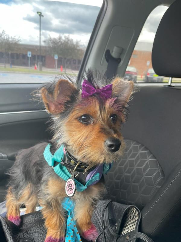 Charlie and Chase kennel in Delaware | Yorkshire Terrier puppies | Good Dog