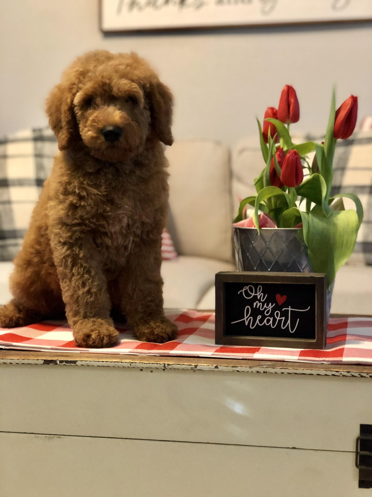 Travis Street Doodles & Poodles in Texas | Goldendoodle puppies | Good Dog