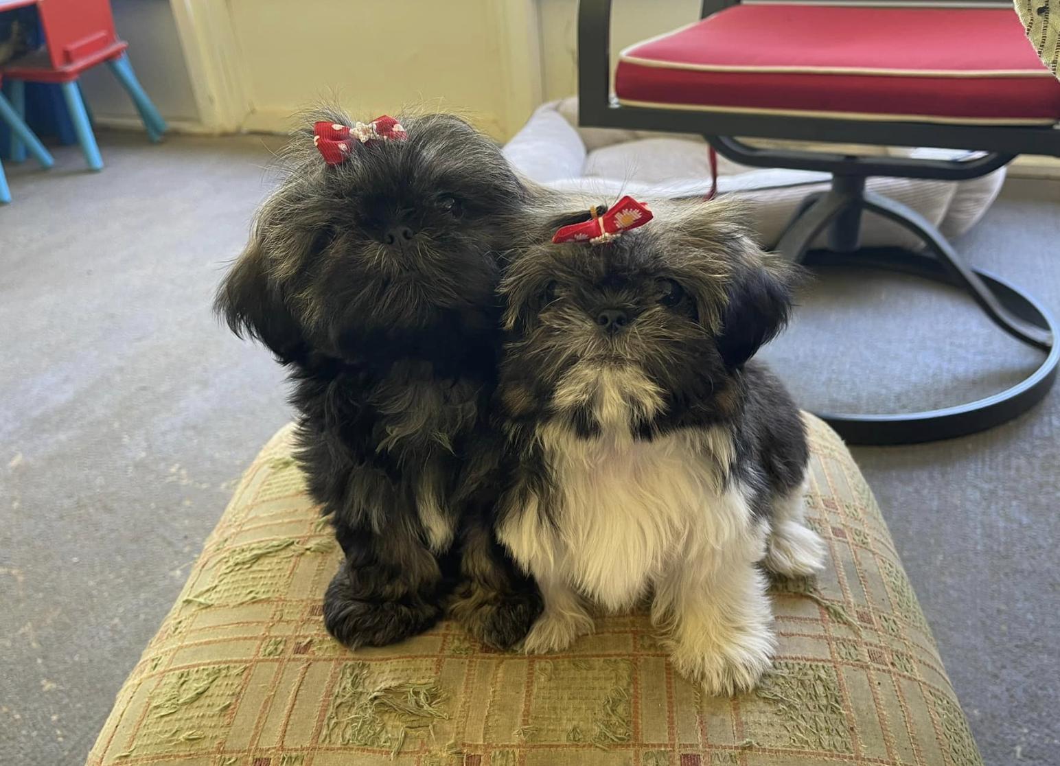 DB Shih Tzu puppies in Florida | Shih Tzu puppies | Good Dog
