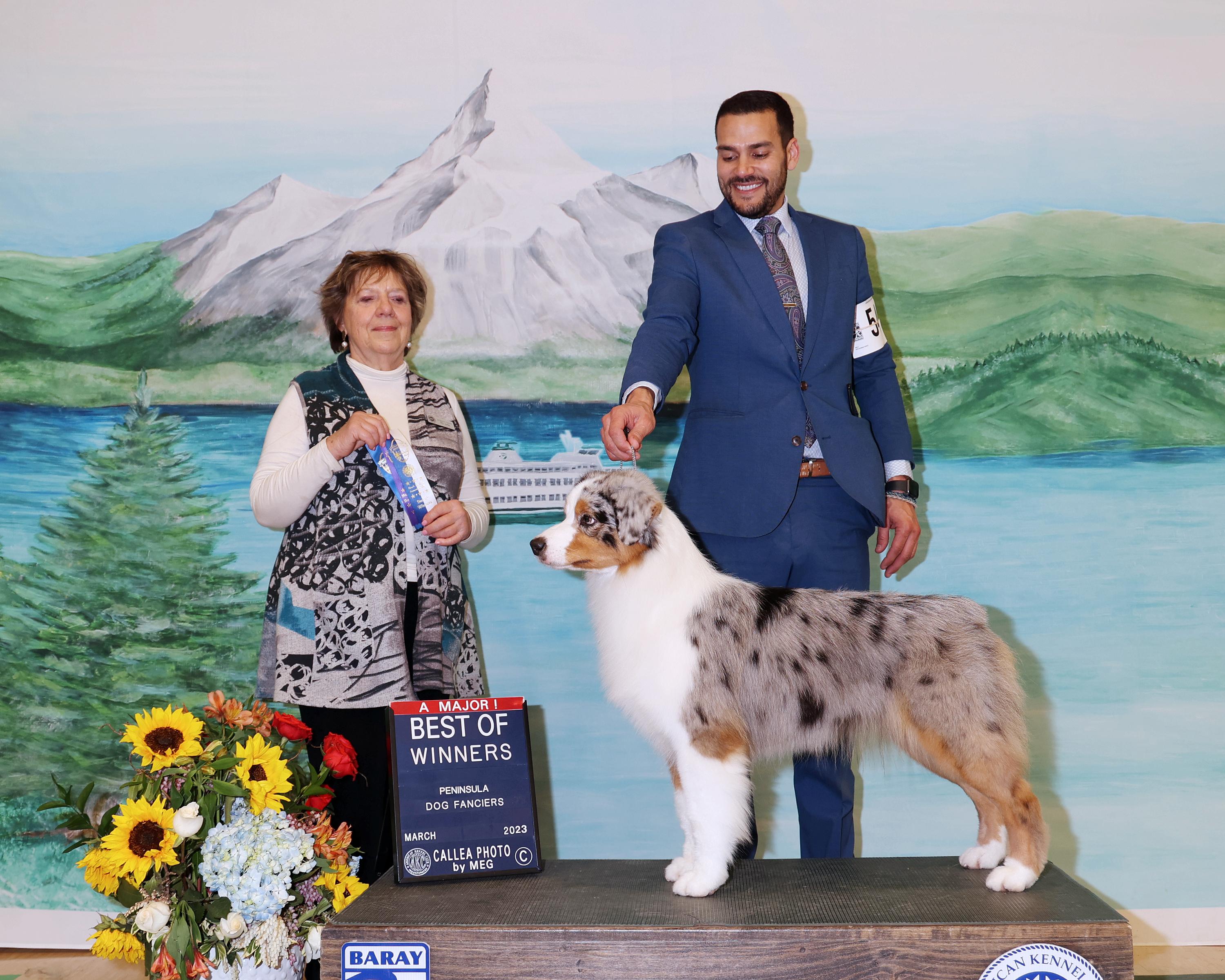 Benoit Australian Shepherds in Washington | Australian Shepherd and Lancashire Heeler puppies ...