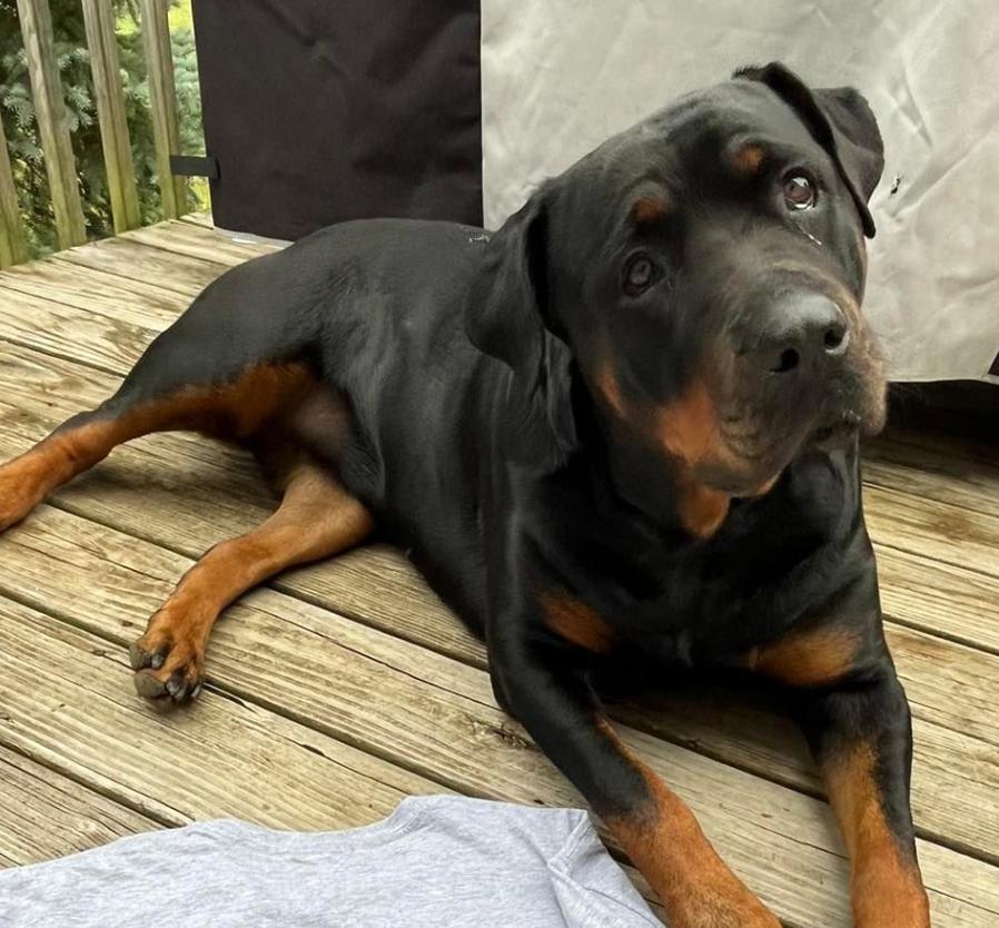 Michelle's Rottweilers in Michigan | Rottweiler puppies | Good Dog